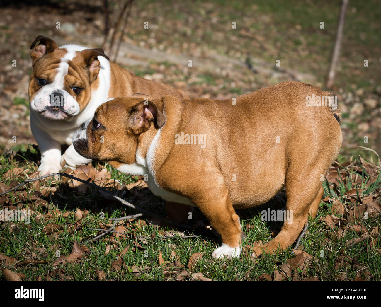 English bulldog two puppies hi-res stock photography and images - Alamy