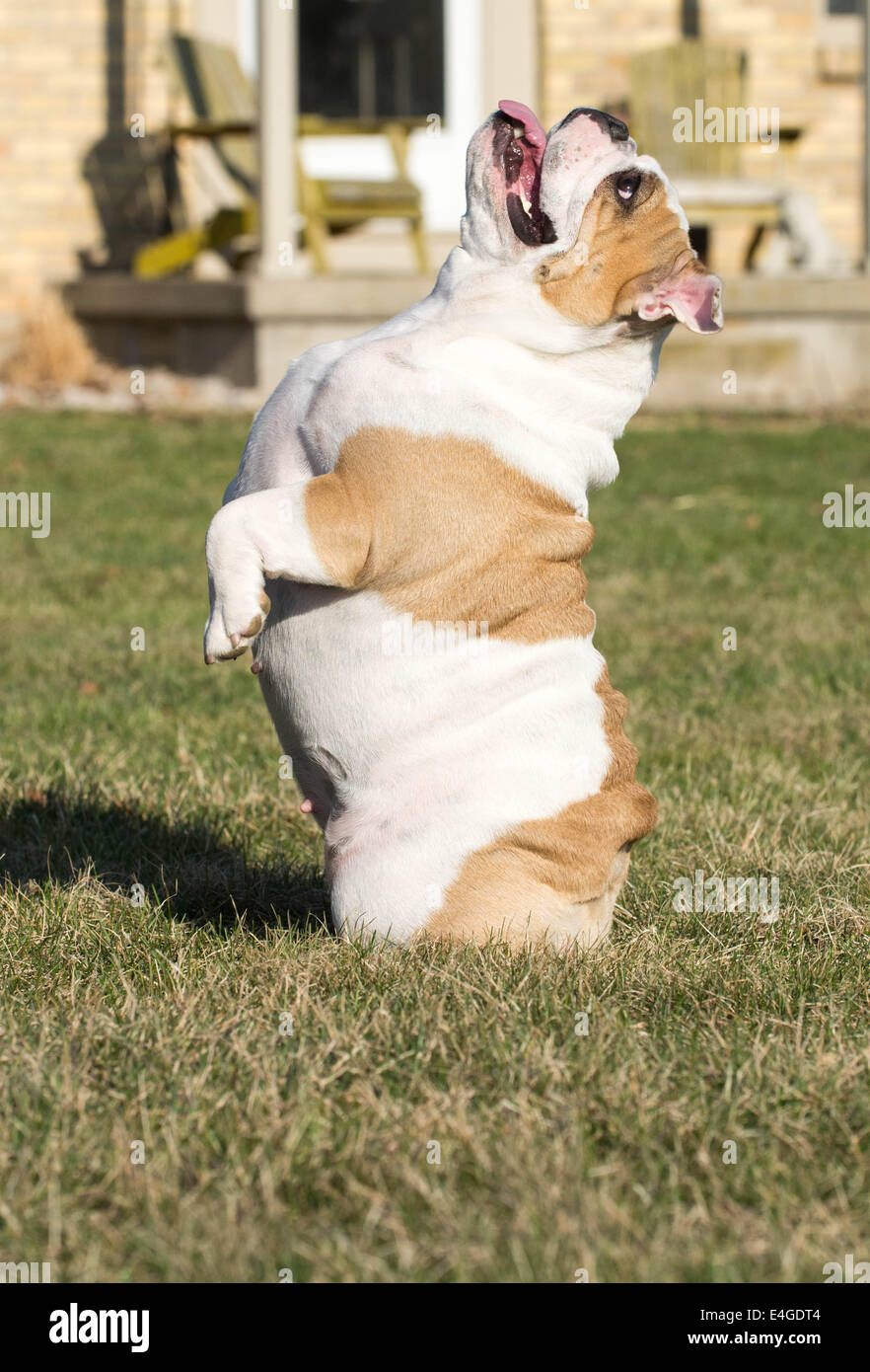 dog begging - english bulldog sitting up on bum begging Stock Photo - Alamy