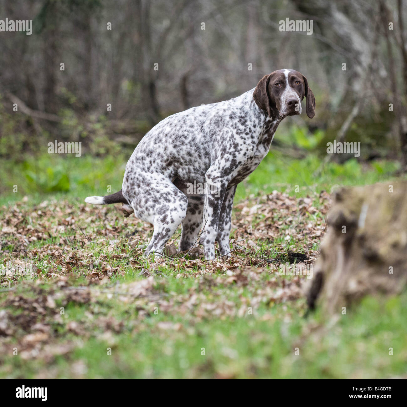 german shorthaired pointer having a poop in the woods Stock Photo - Alamy