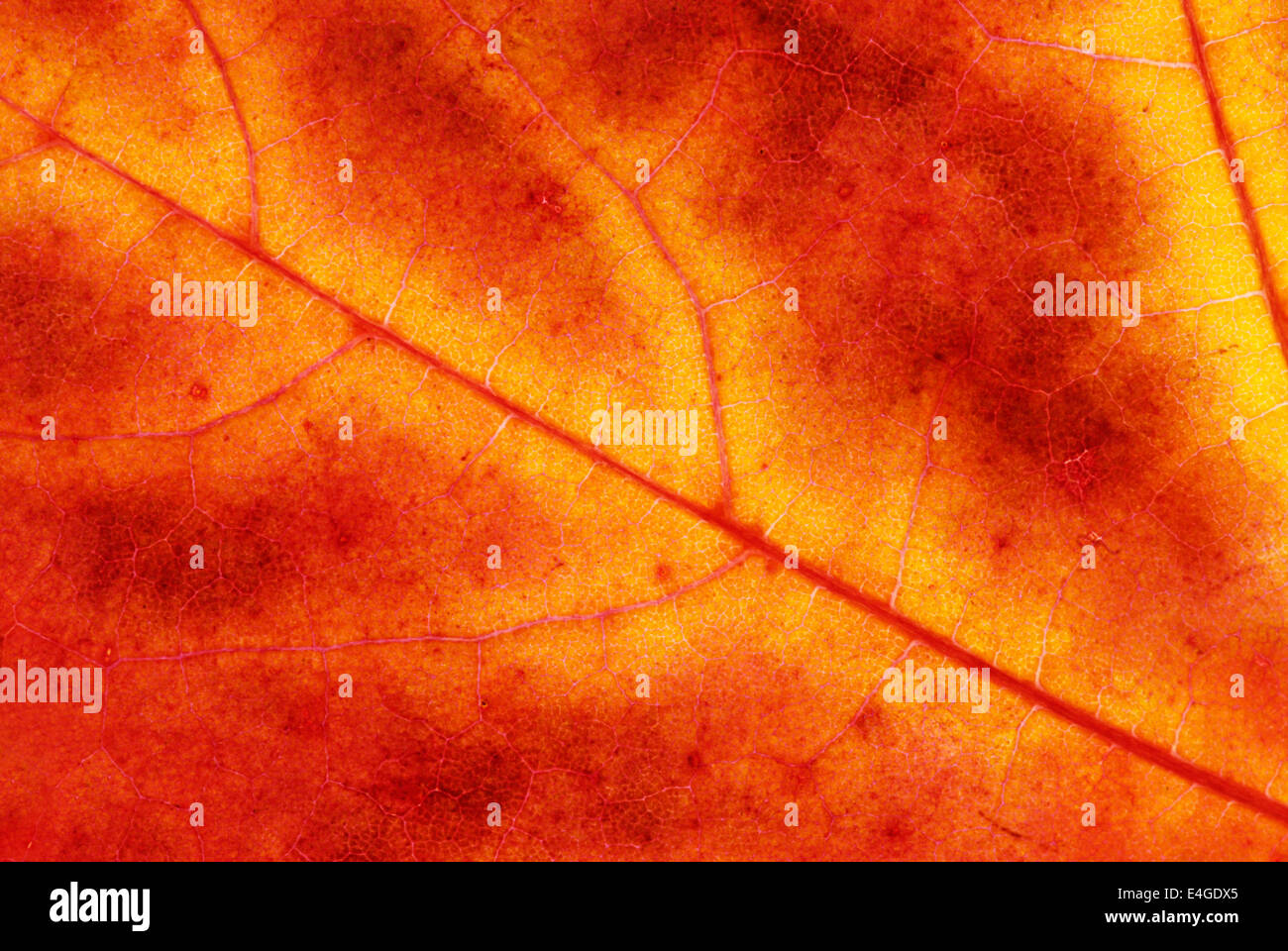 Detail of a beautiful autumn leaf which looks like a flame of fire ...