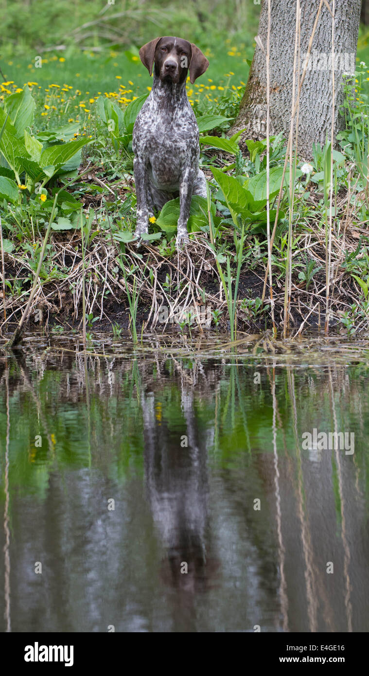 German Shorthaired Pointer Sitting High Resolution Stock Photography ...