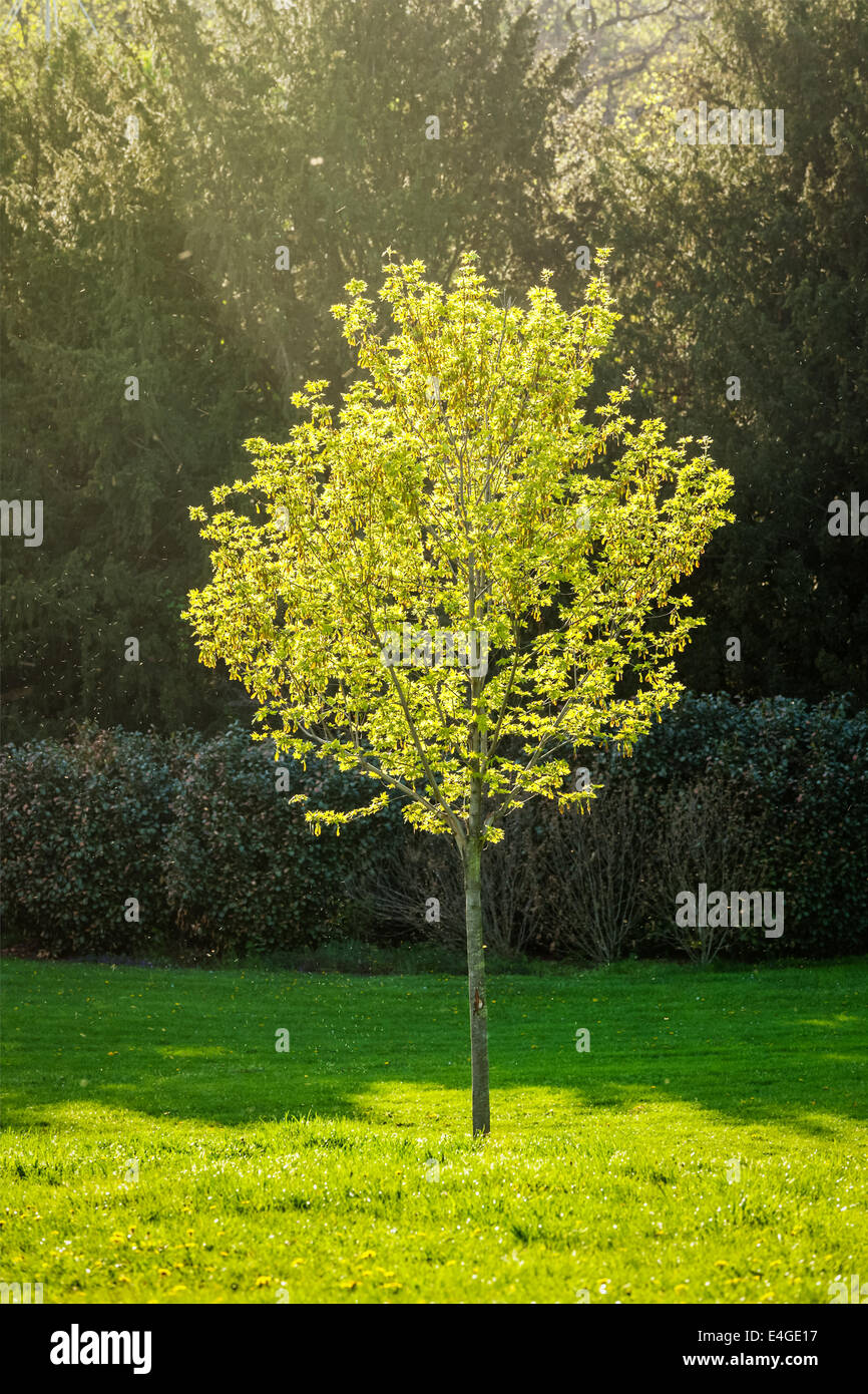 Young tree in spring in sun rays Stock Photo - Alamy