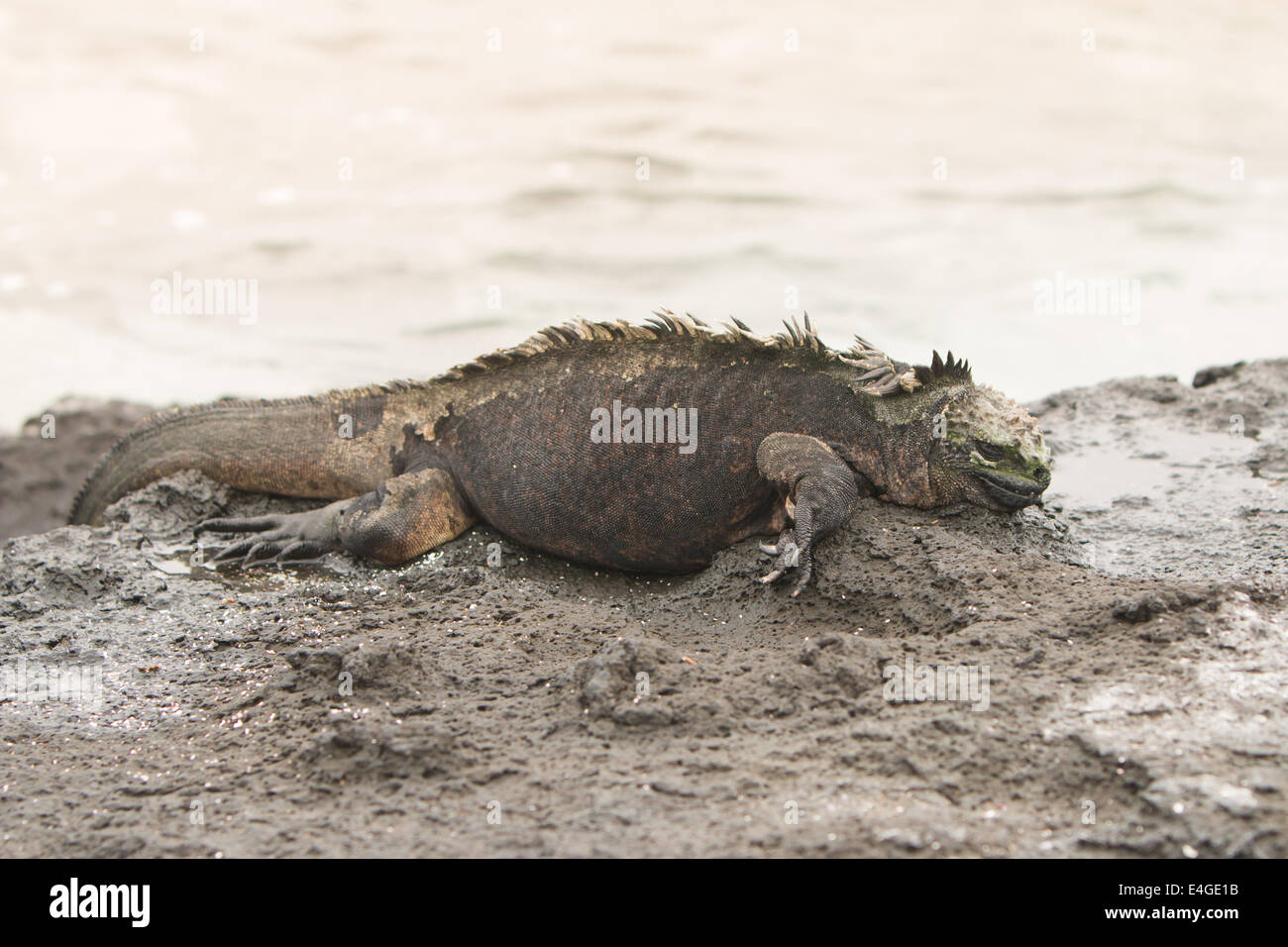 Marine Iguanas of the Galapagos Islands Stock Photo - Alamy