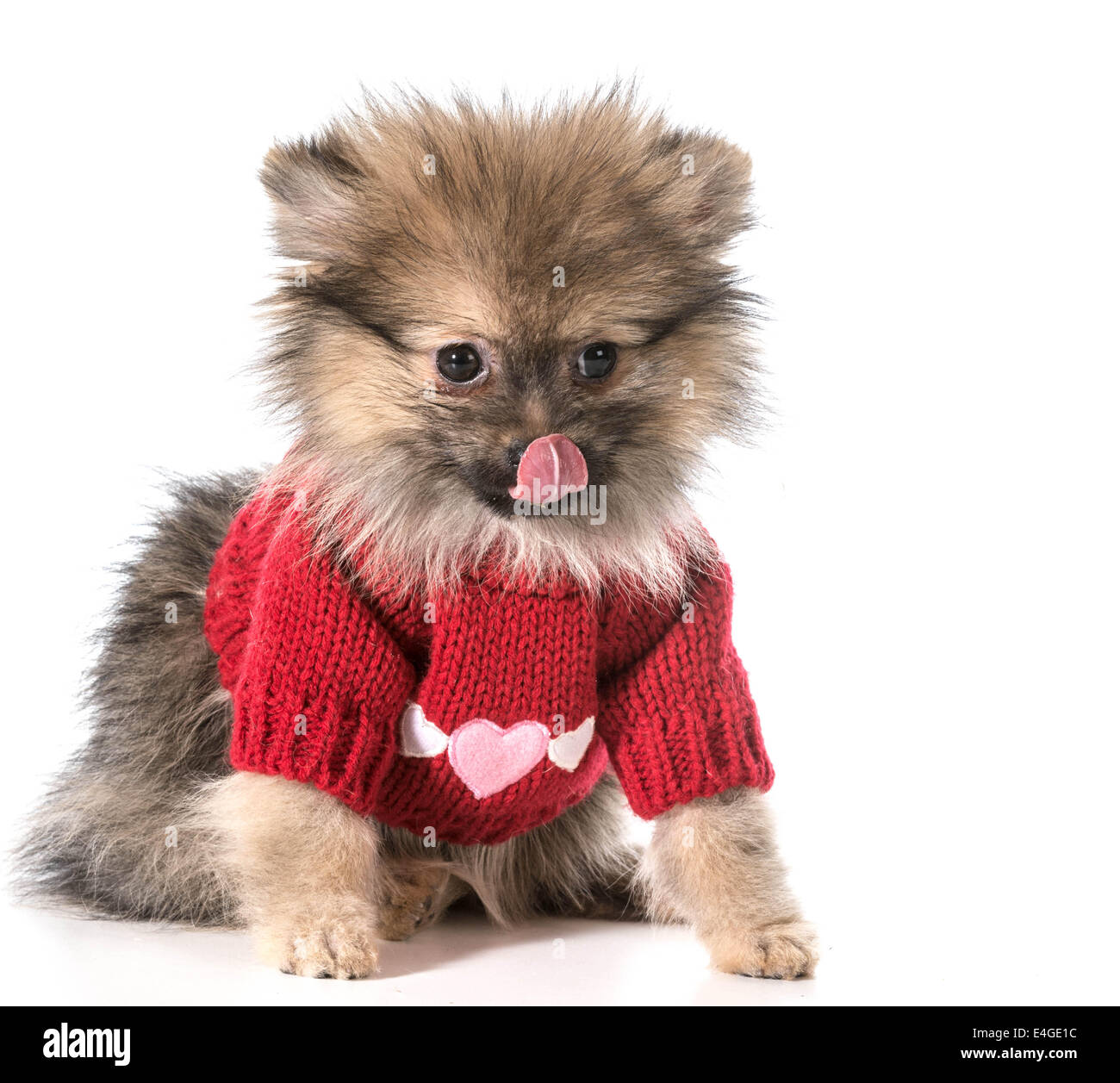 Pomeranian companion hi-res stock photography and images - Alamy