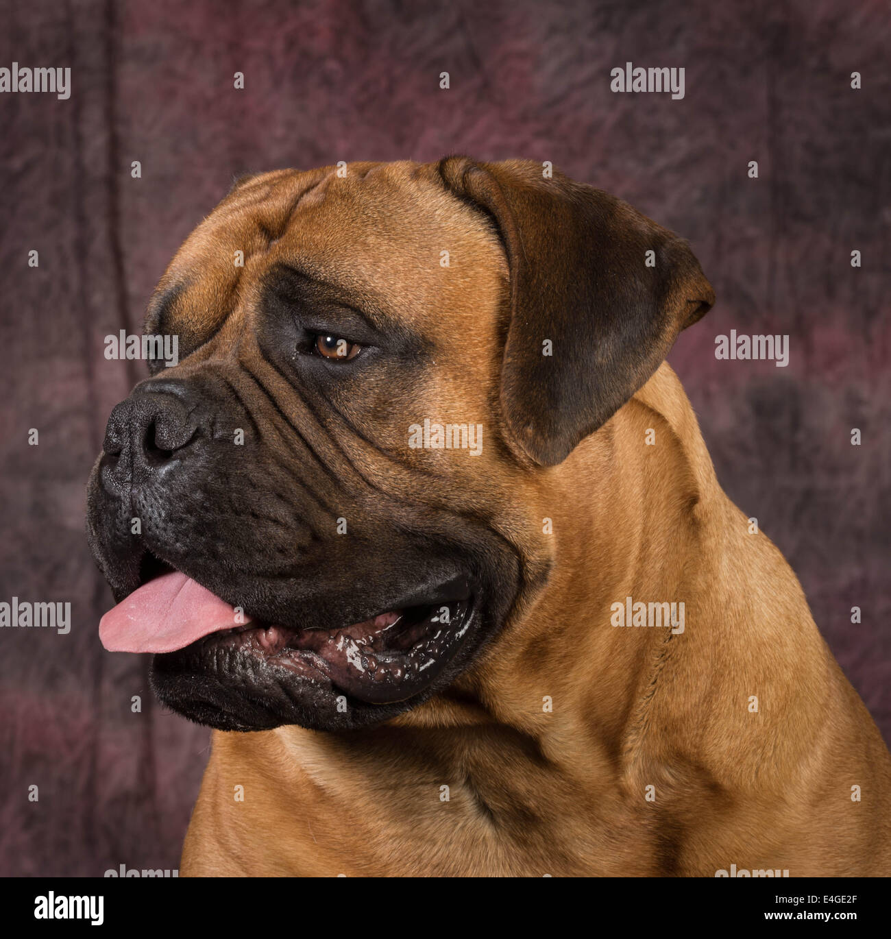 bullmastiff male portrait on purple background Stock Photo - Alamy