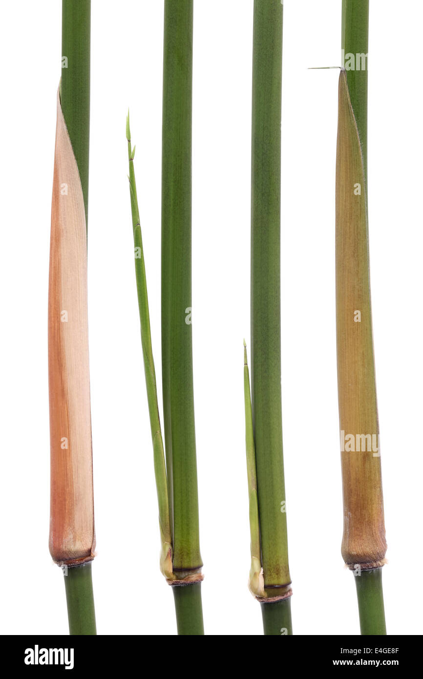 Beautiful bamboo tree green Cut Out Stock Images & Pictures - Alamy