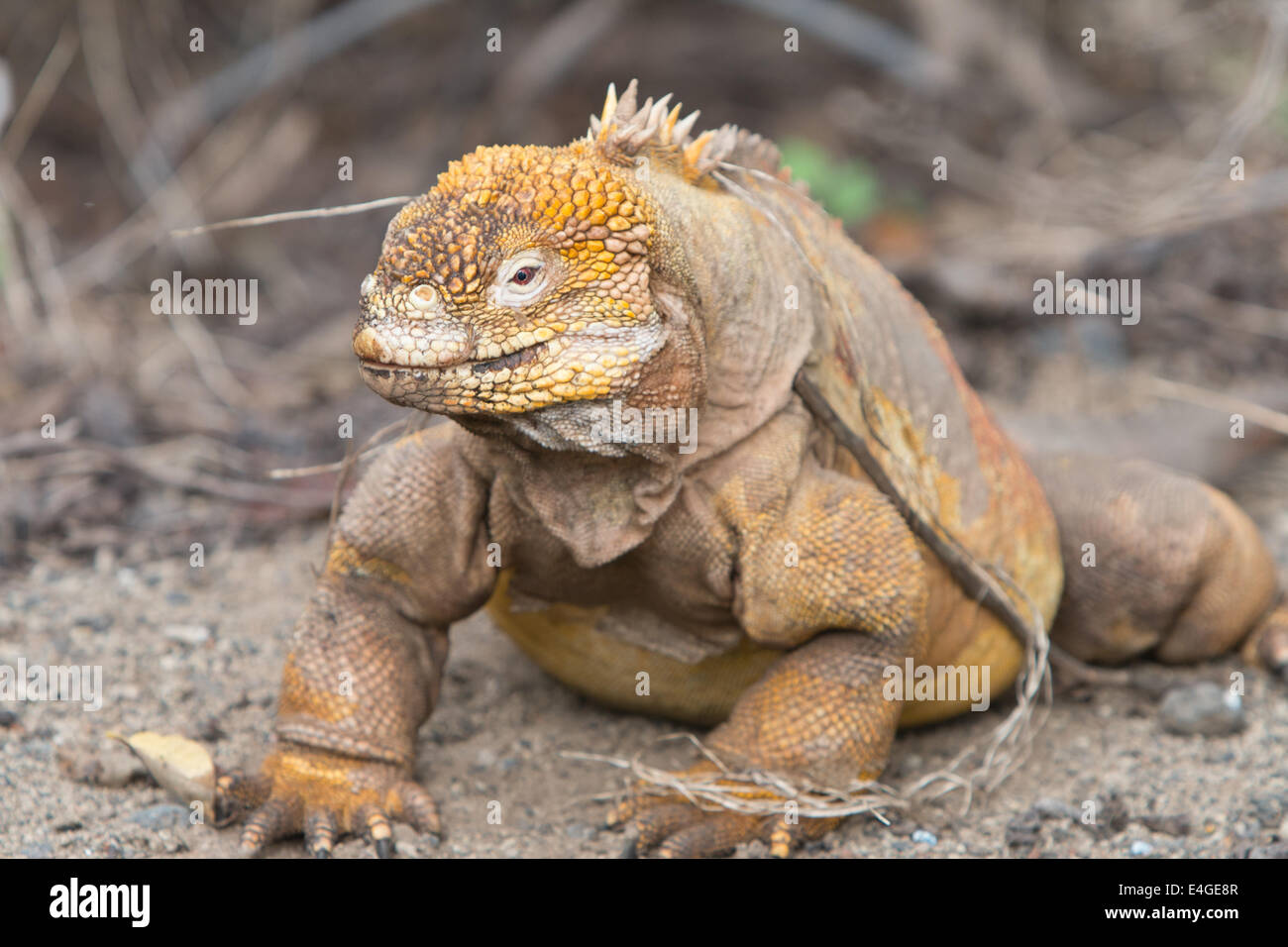Land Iguanas of the Galapagos Islands Stock Photo - Alamy