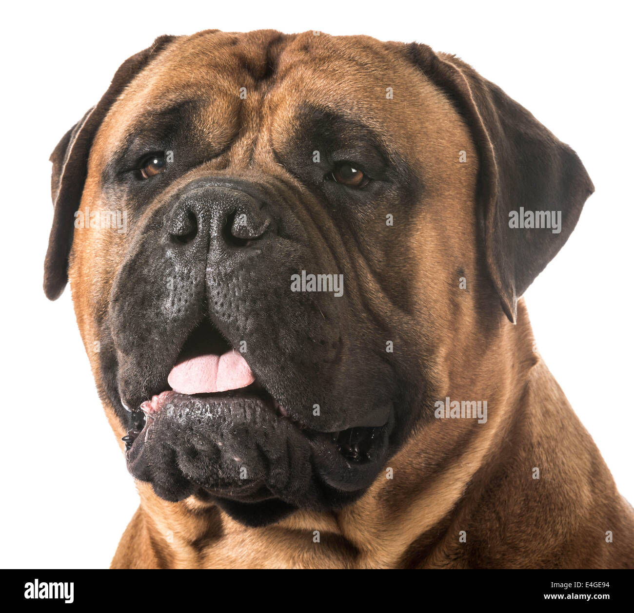 bullmastiff male portrait on white background Stock Photo - Alamy