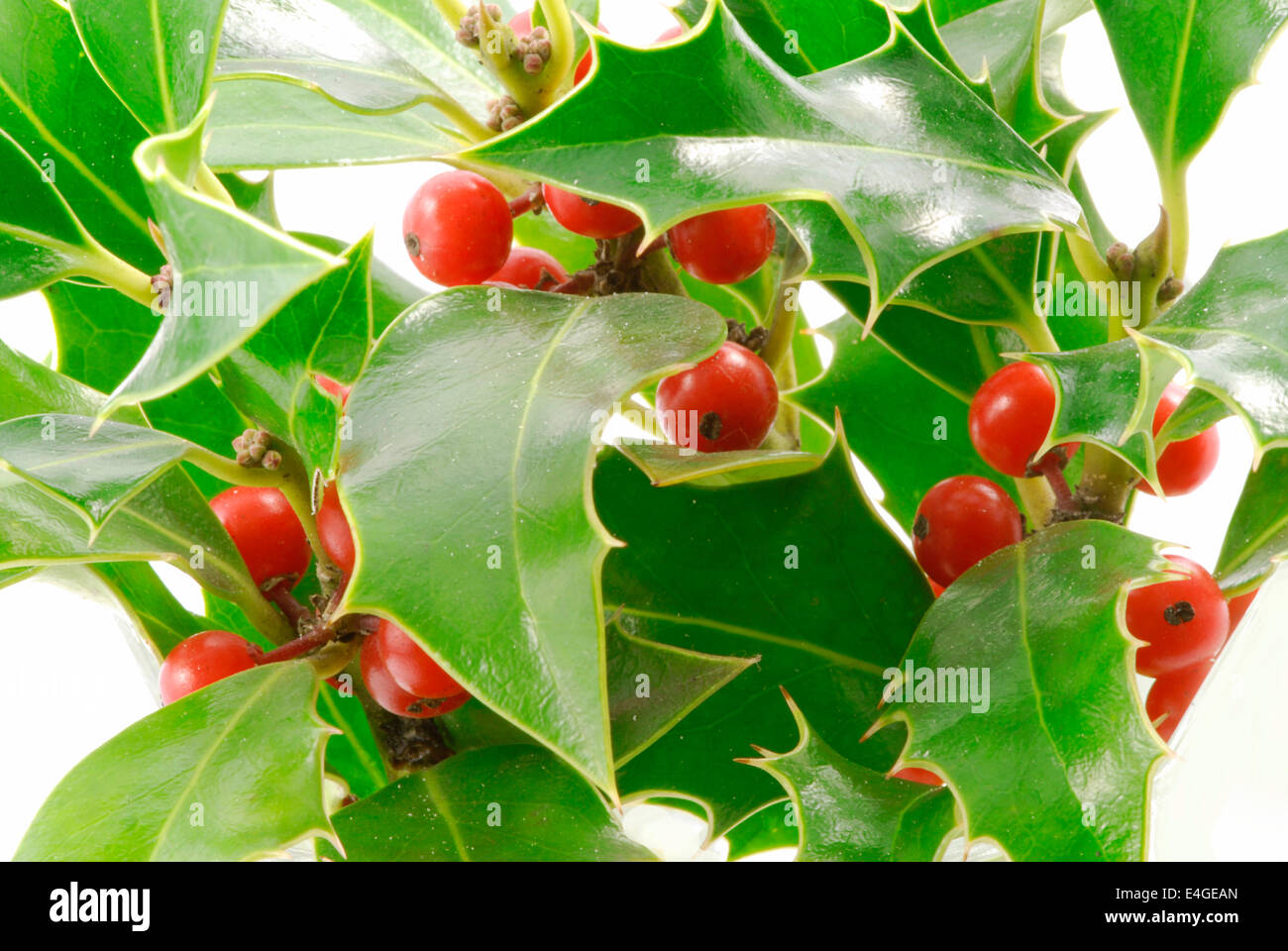 Isolated holly hi-res stock photography and images - Alamy
