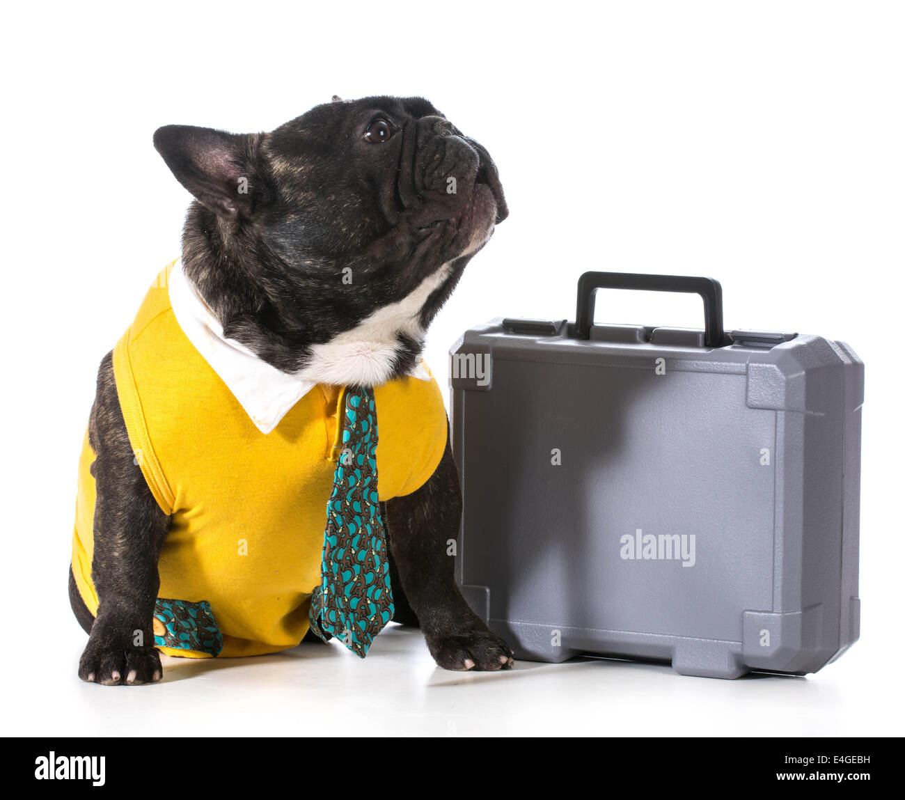 working dog - french bulldog with silly expression sitting beside ...