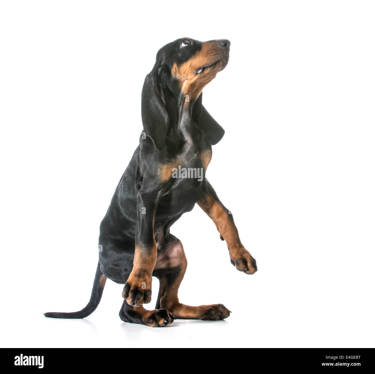 dog begging - black and tan coonhound standing on back legs begging on ...