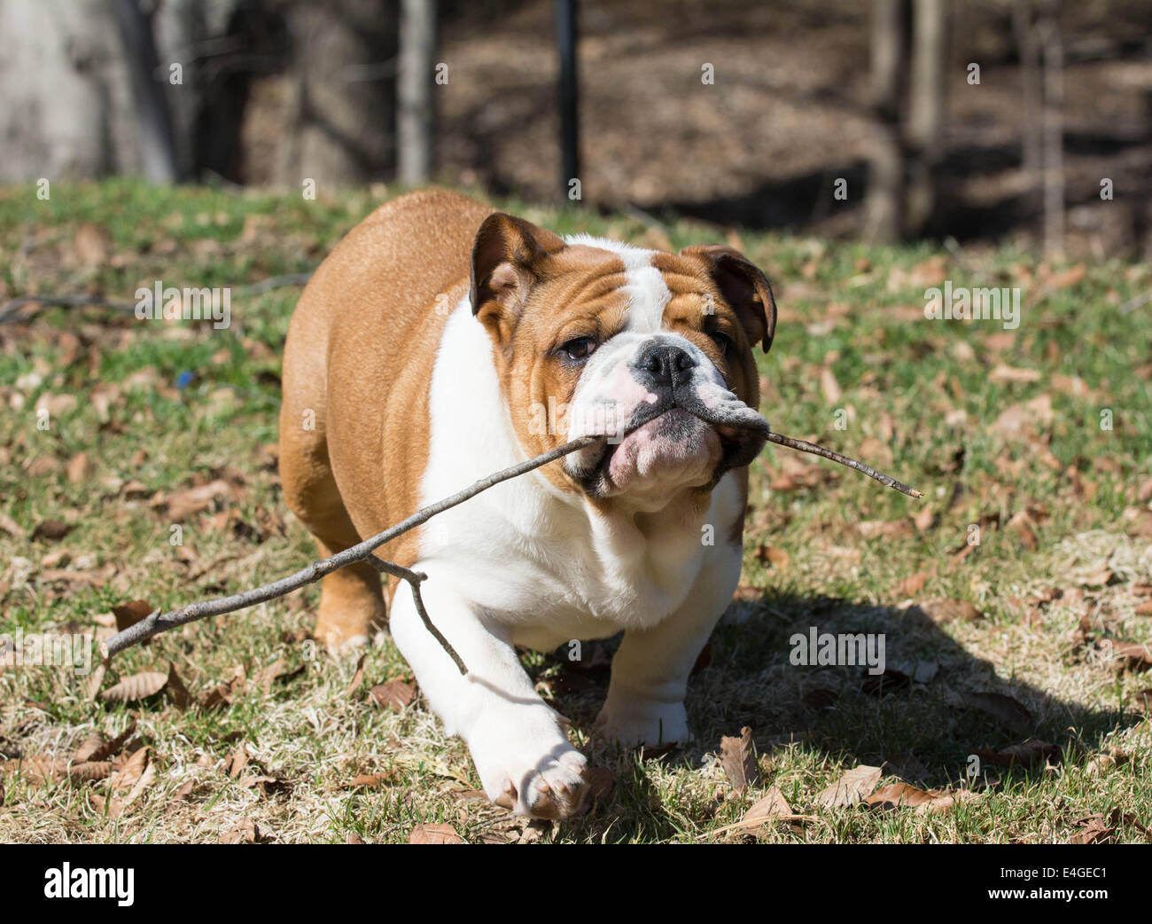 english bulldog carrying a stick outside in the spring Stock Photo - Alamy