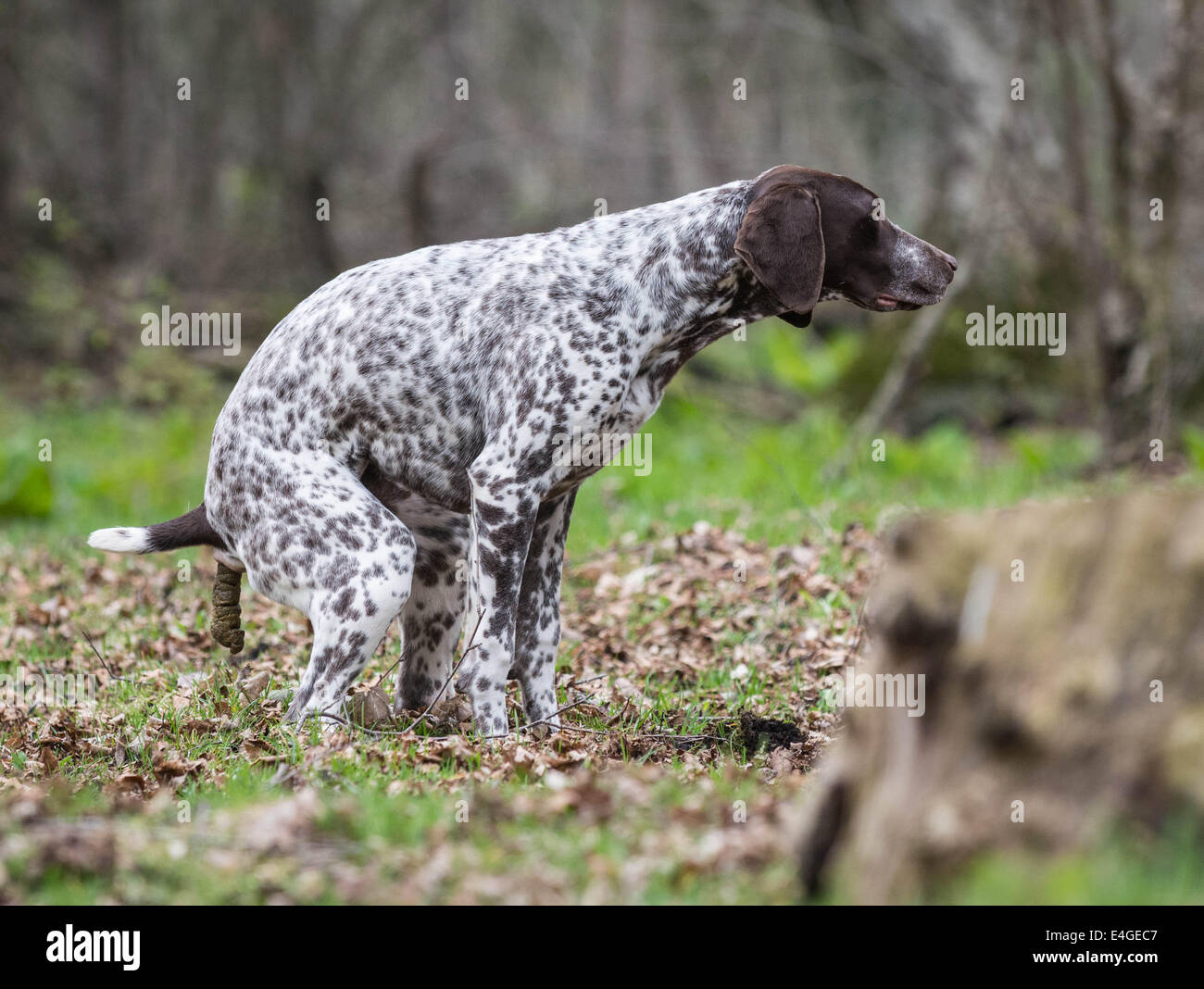 dog pooping outside in the woods or park Stock Photo - Alamy