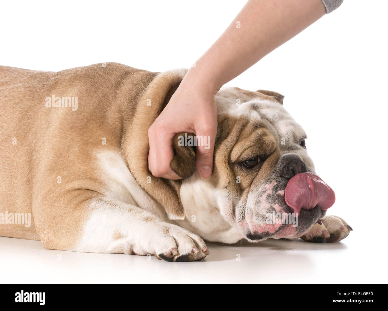 hand petting an english bulldog on white background Stock Photo - Alamy