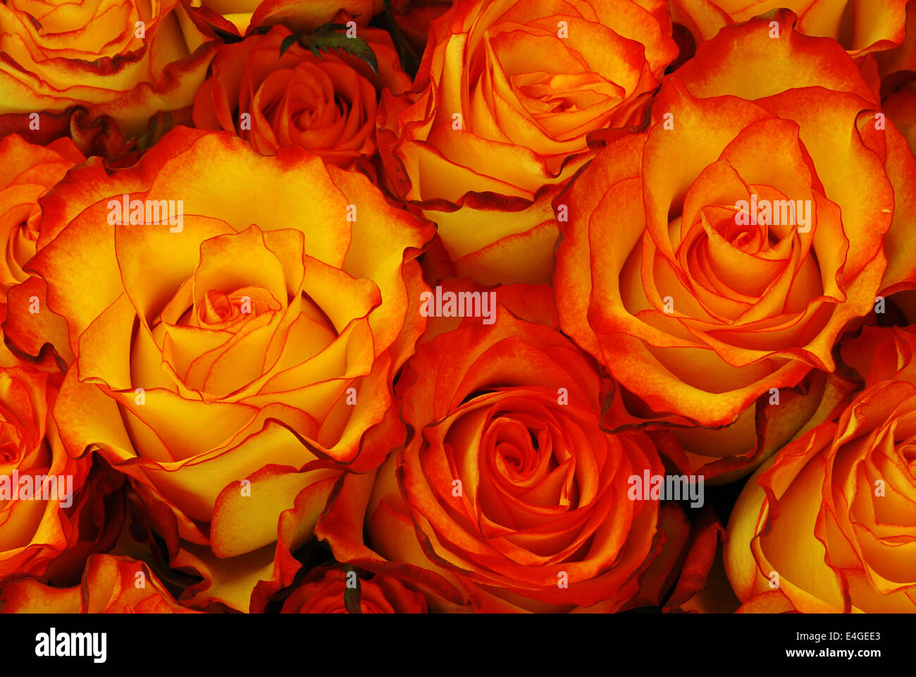 Orange roses with leaves background - natural texture with fresh flower ...