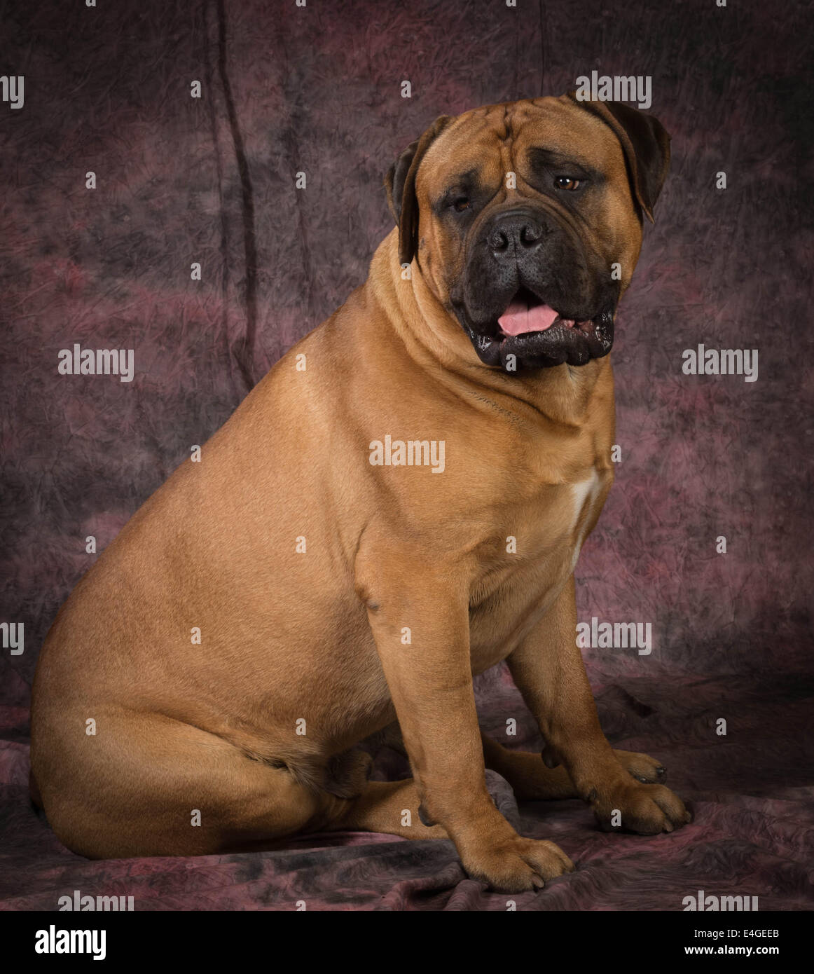 bullmastiff male sitting on purple background Stock Photo - Alamy