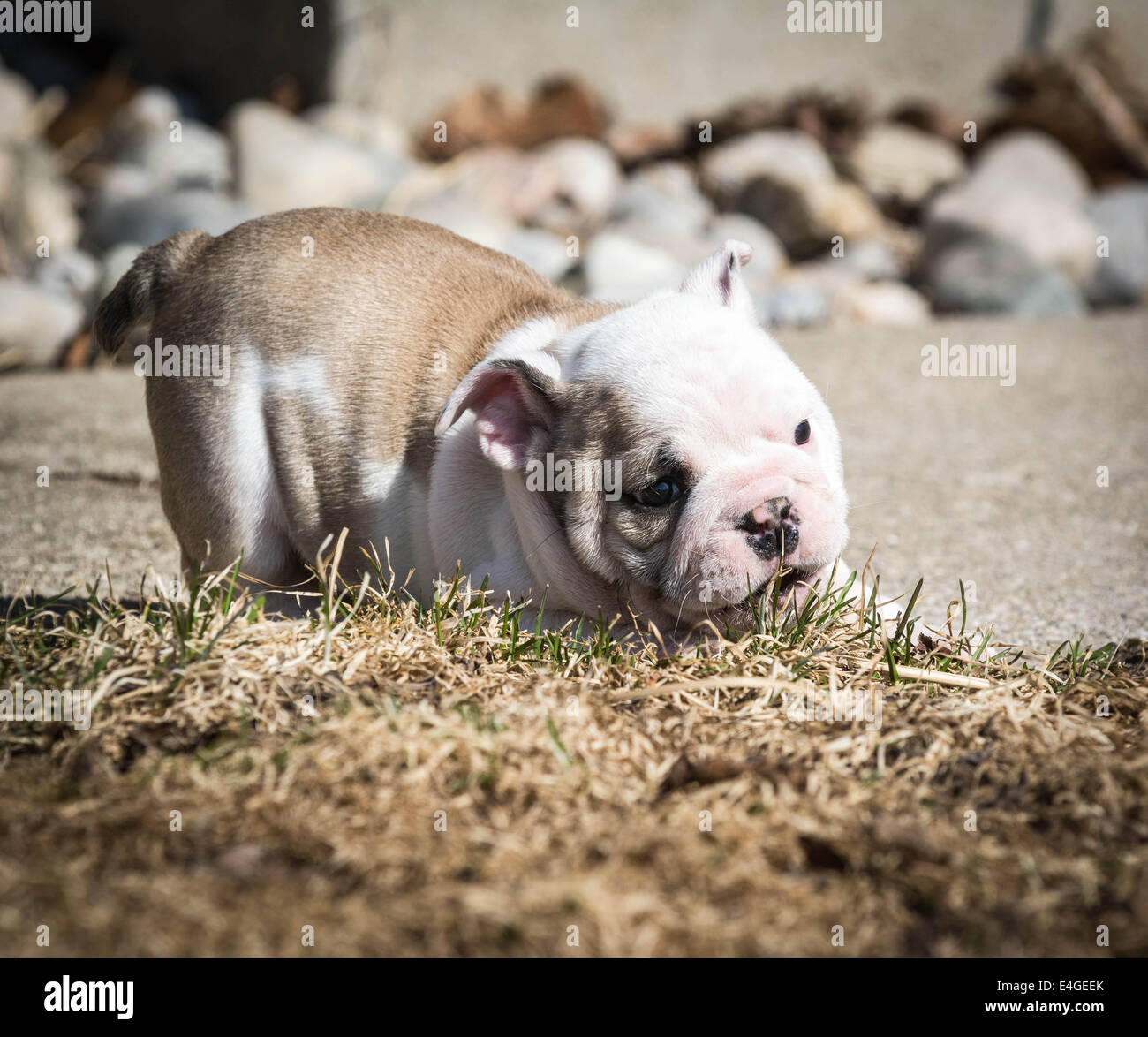 English bulldog puppy playing hi-res stock photography and images - Alamy