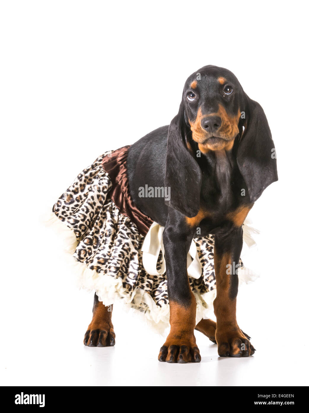 female puppy - black and tan coonhound wearing a leopard print tutu ...