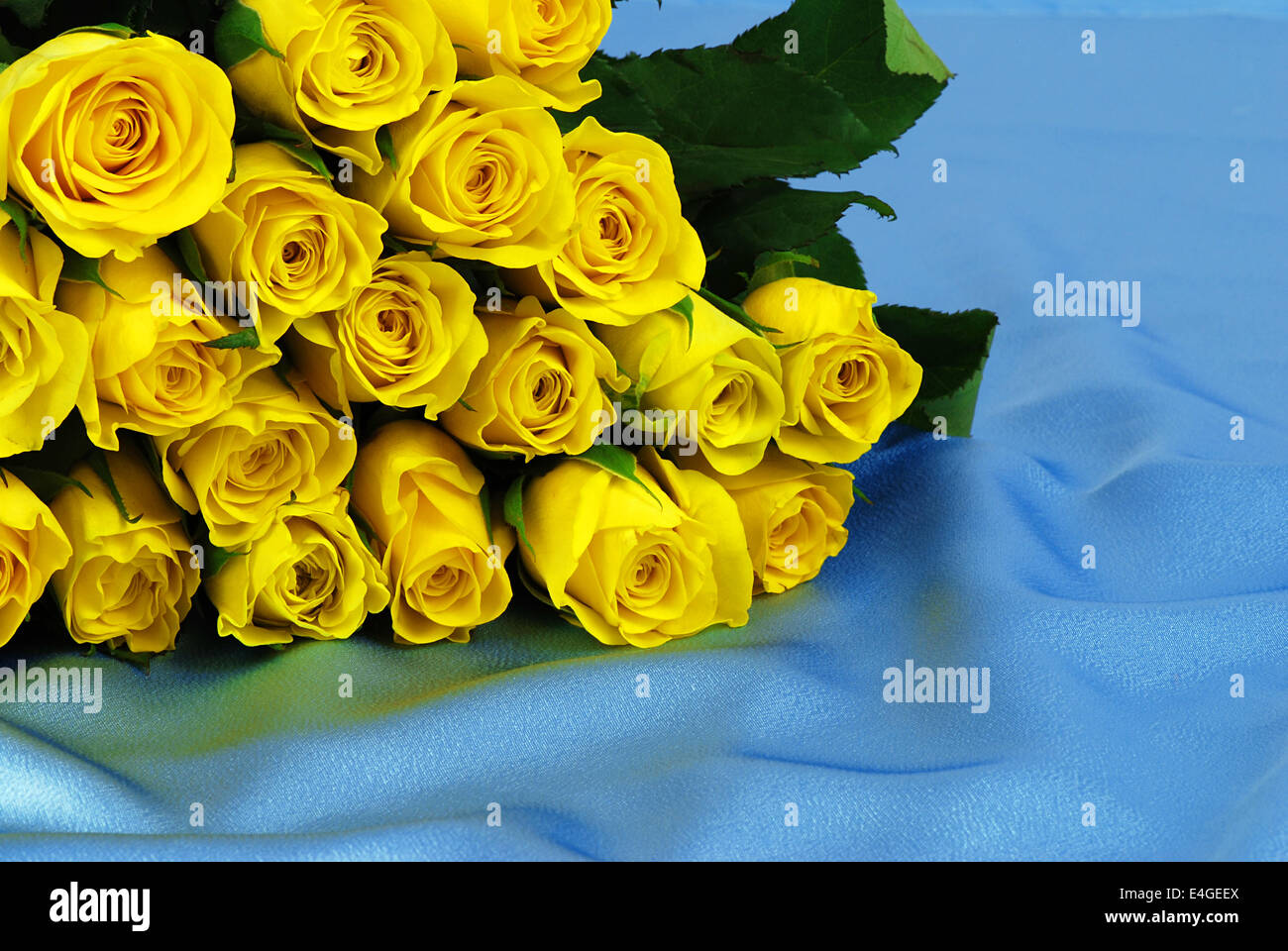 Beautiful yellow roses are laying on blue satin Stock Photo - Alamy