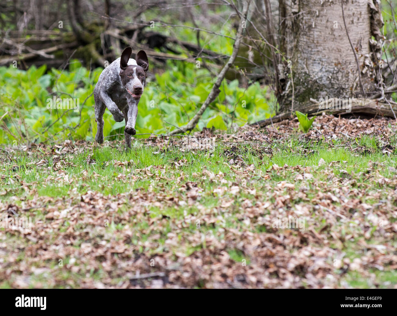 german shorthaired pointer running in the woods Stock Photo - Alamy