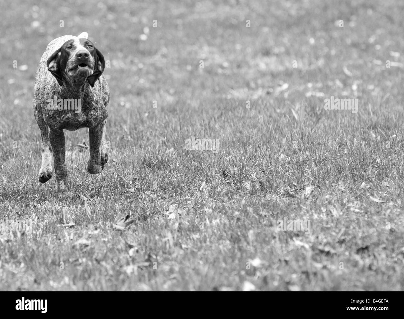 german shorthaired pointer running in the grass Stock Photo - Alamy