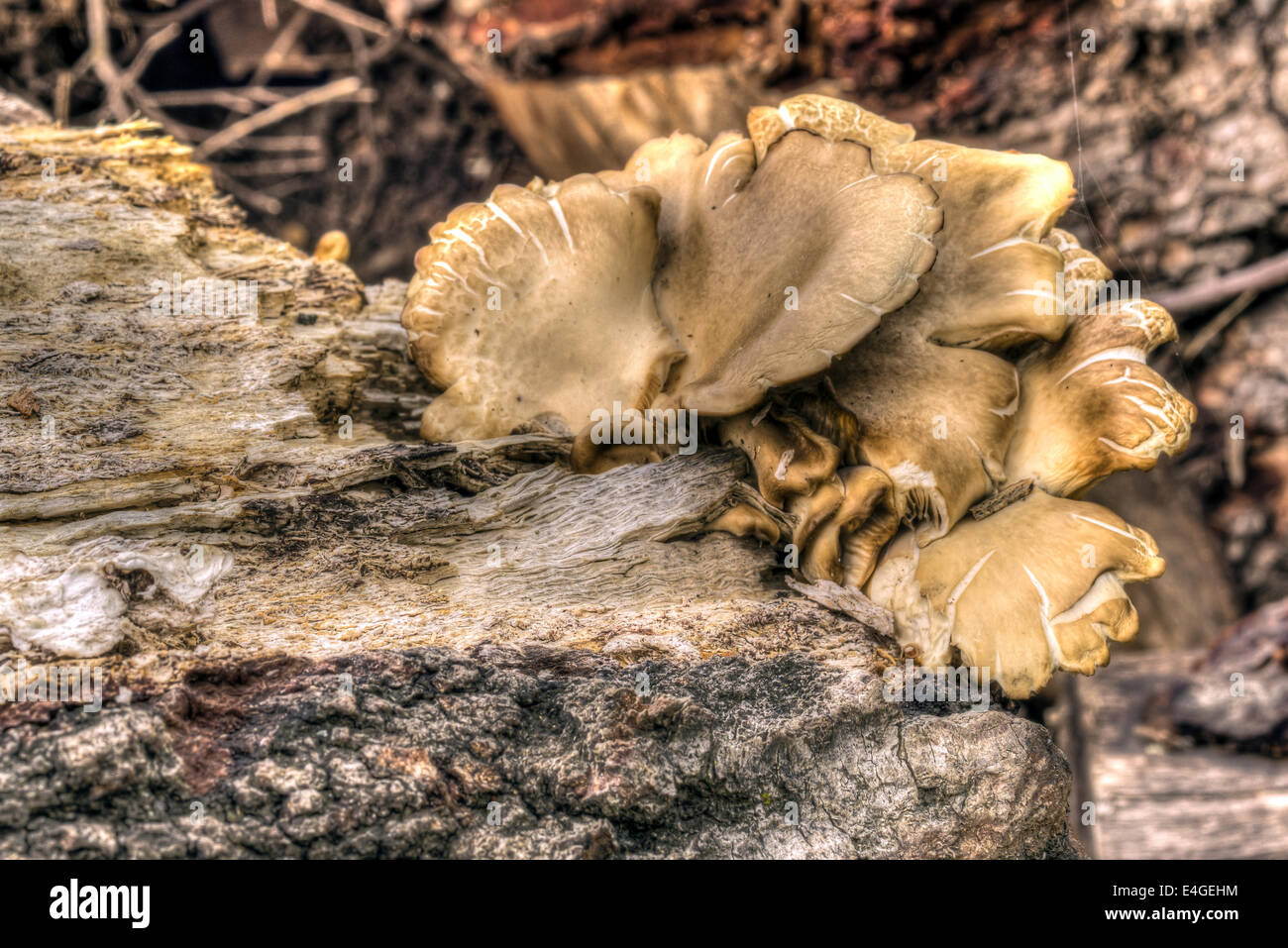 Mushrooms on dead log hi-res stock photography and images - Alamy