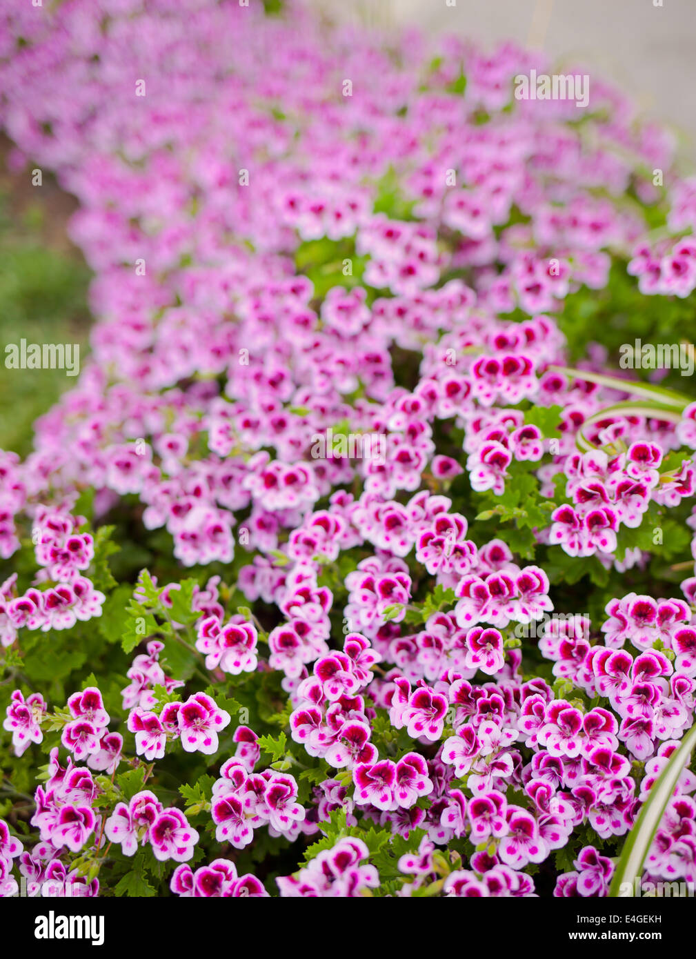 Beautiful public garden, Garden of Augustus Capri, Italy Stock Photo ...