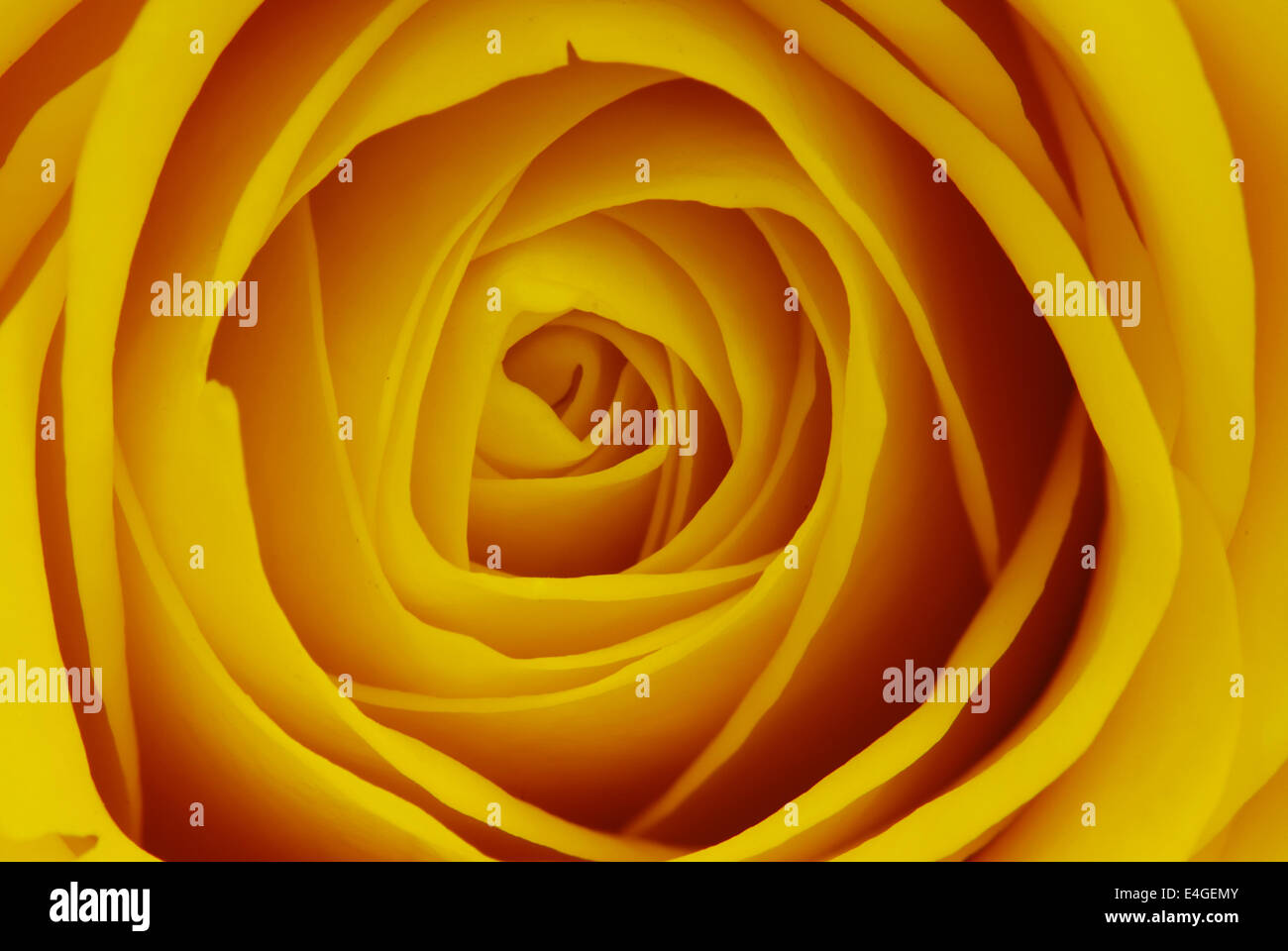 Rose layers macro hi-res stock photography and images - Alamy