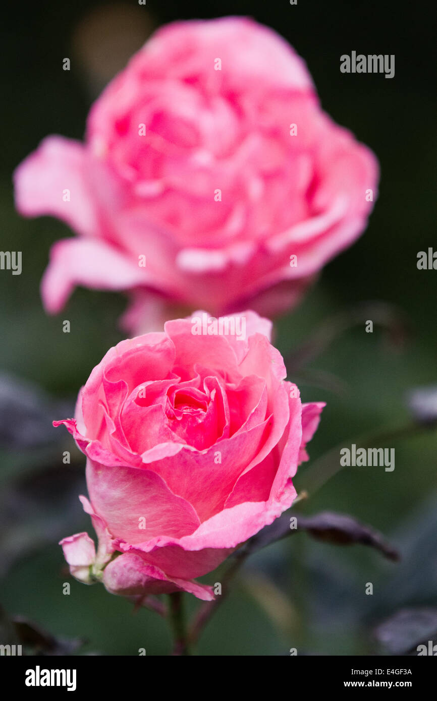 Close-up of garden rose Stock Photo - Alamy