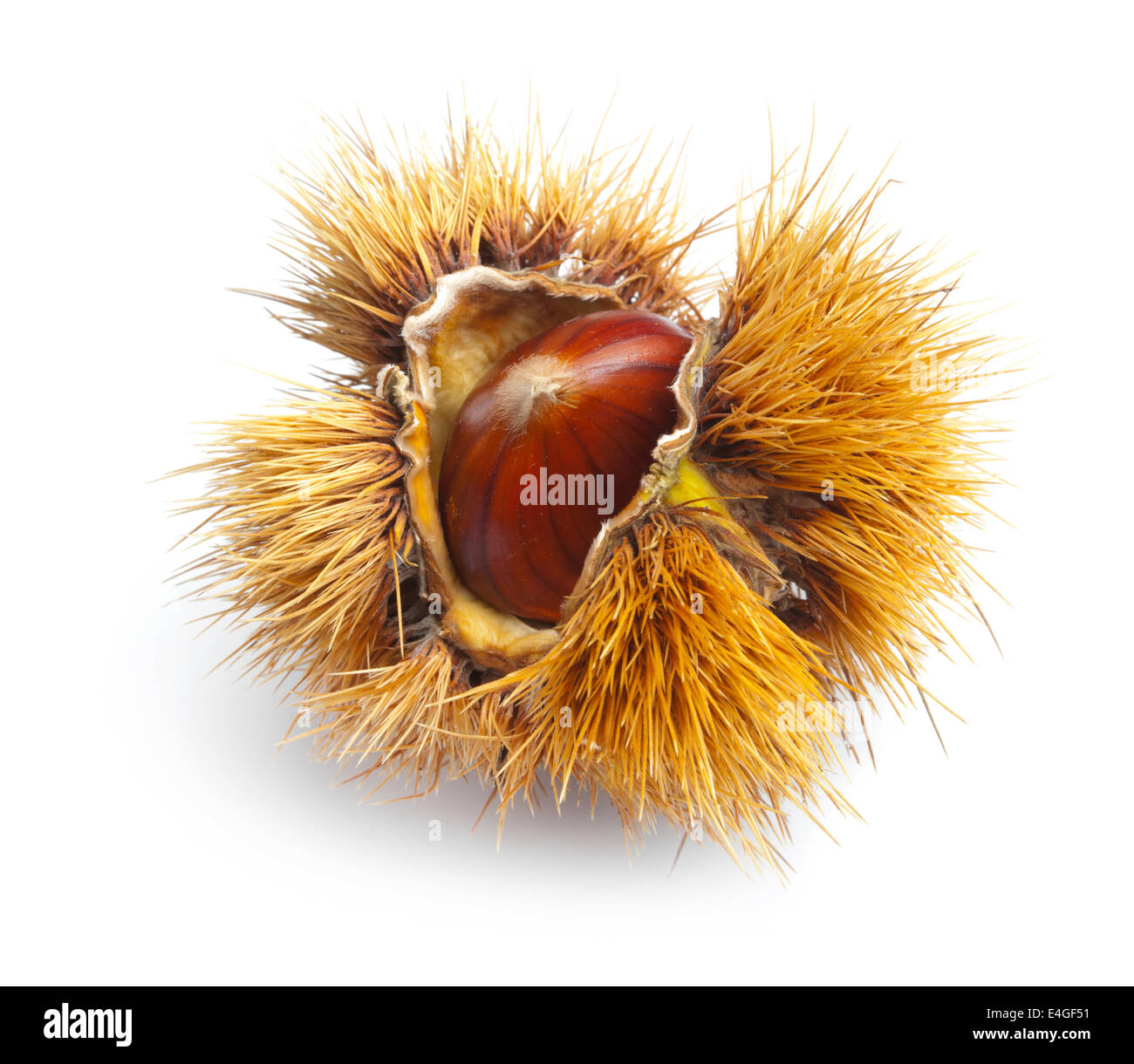 Chestnuts with the hedgehog hi-res stock photography and images - Alamy