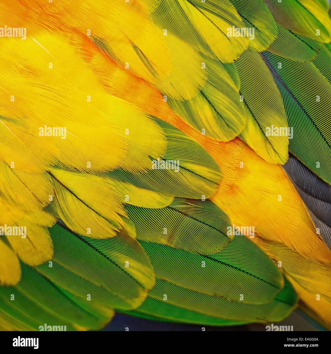 Colorful yellow and orange bird feathers, Sun Conure feathers texture ...