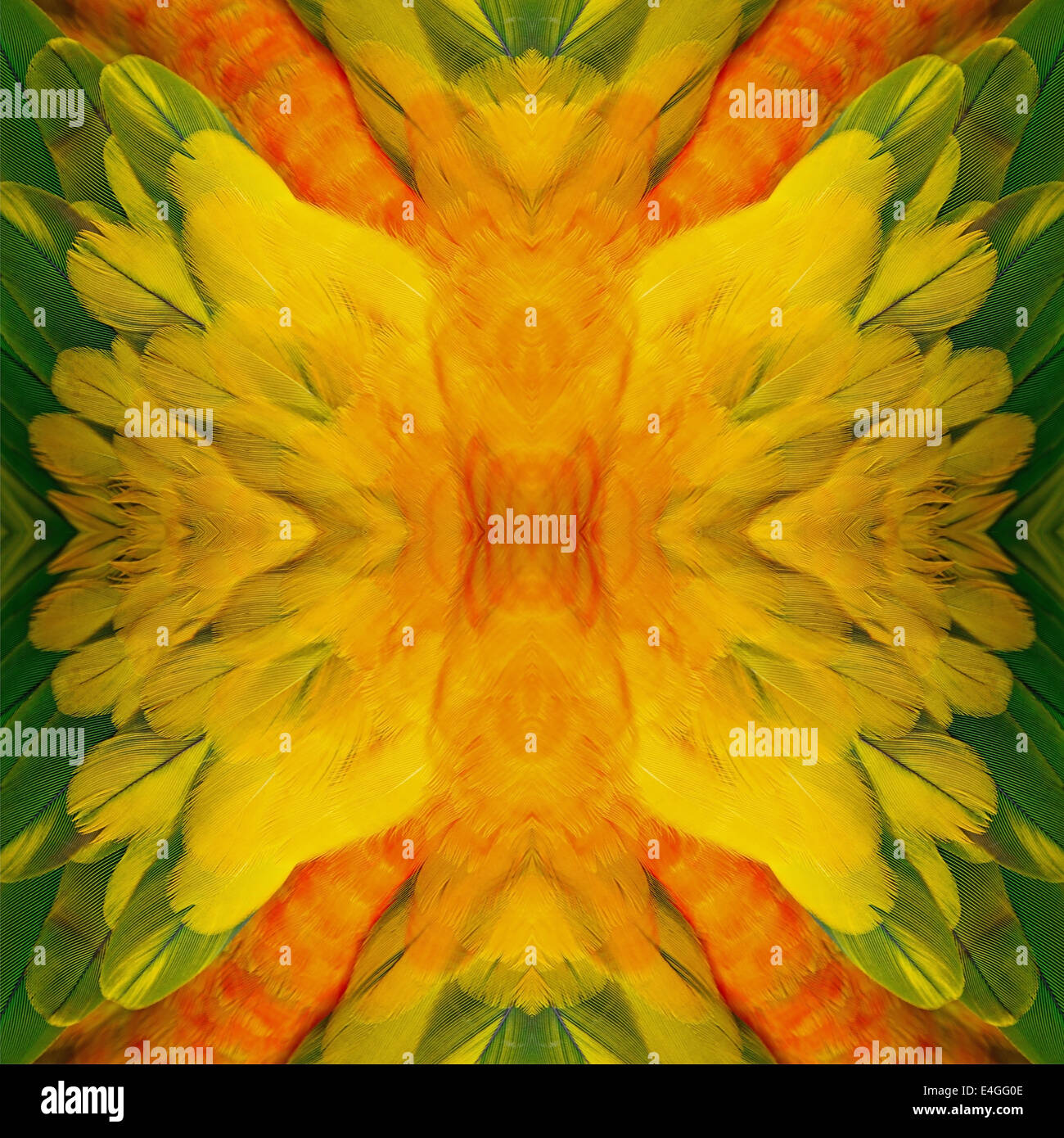Colorful yellow and orange bird feathers, Sun Conure feathers texture ...