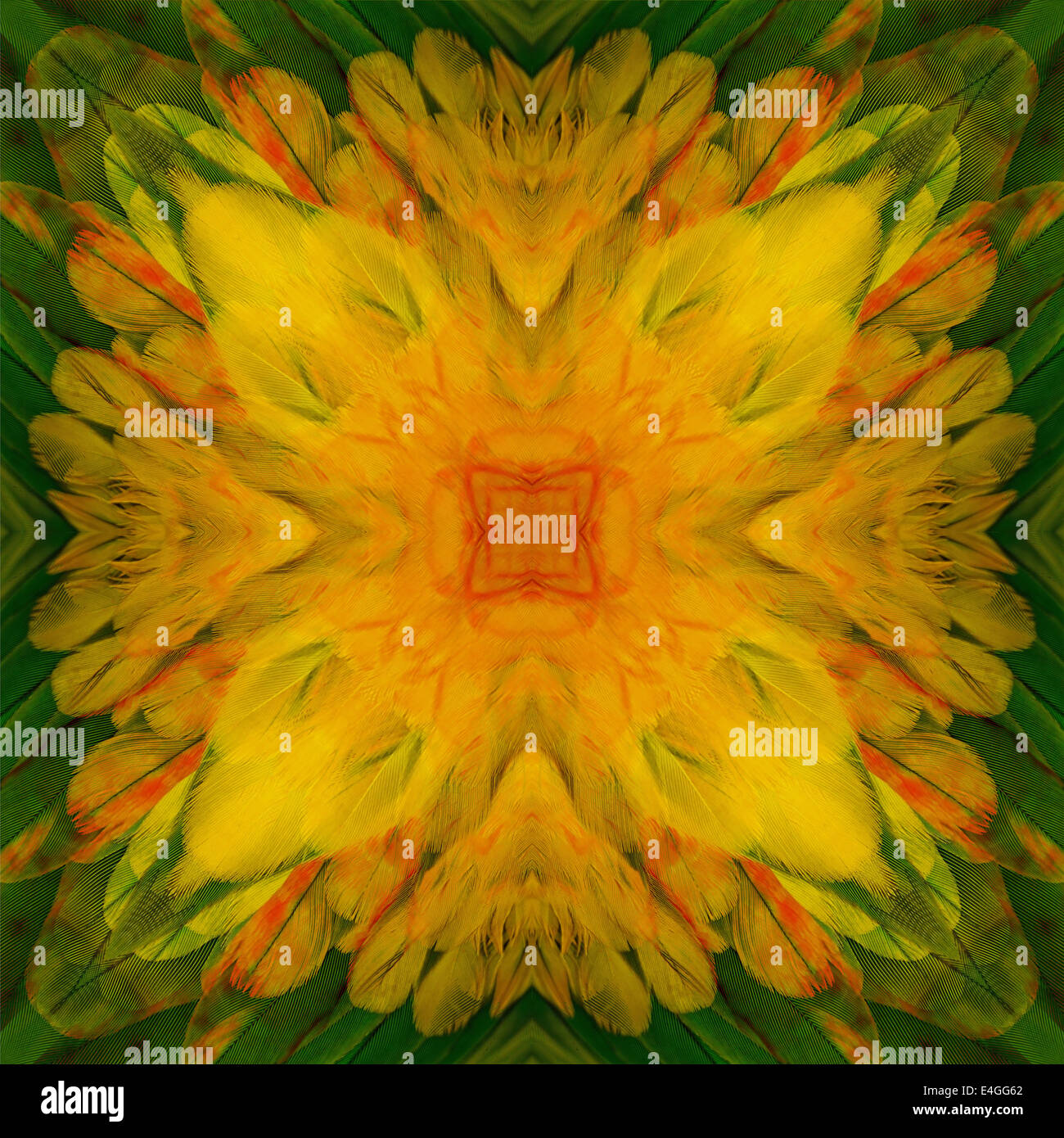 Colorful seamless pattern made from Sun Conure feathers Stock Photo - Alamy