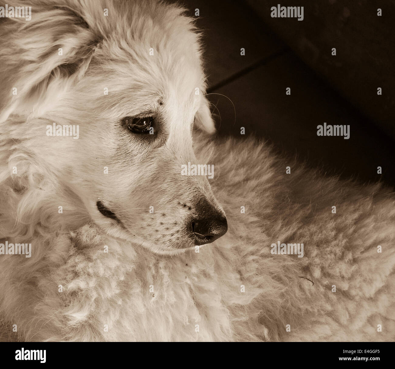 A sad puppy Stock Photo - Alamy