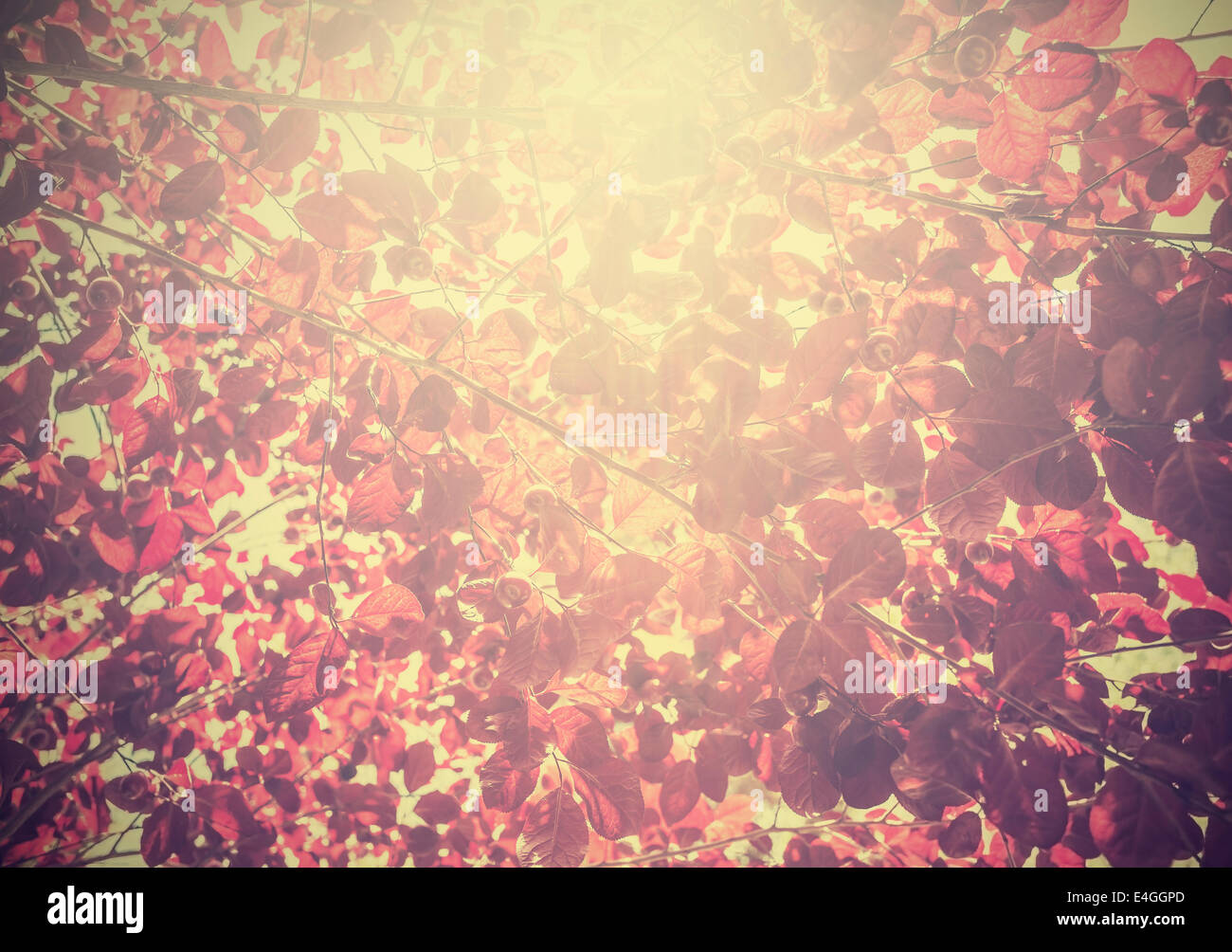 Vintage nature background Stock Photo - Alamy