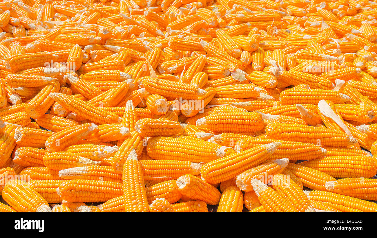 Corn field texture hi-res stock photography and images - Alamy