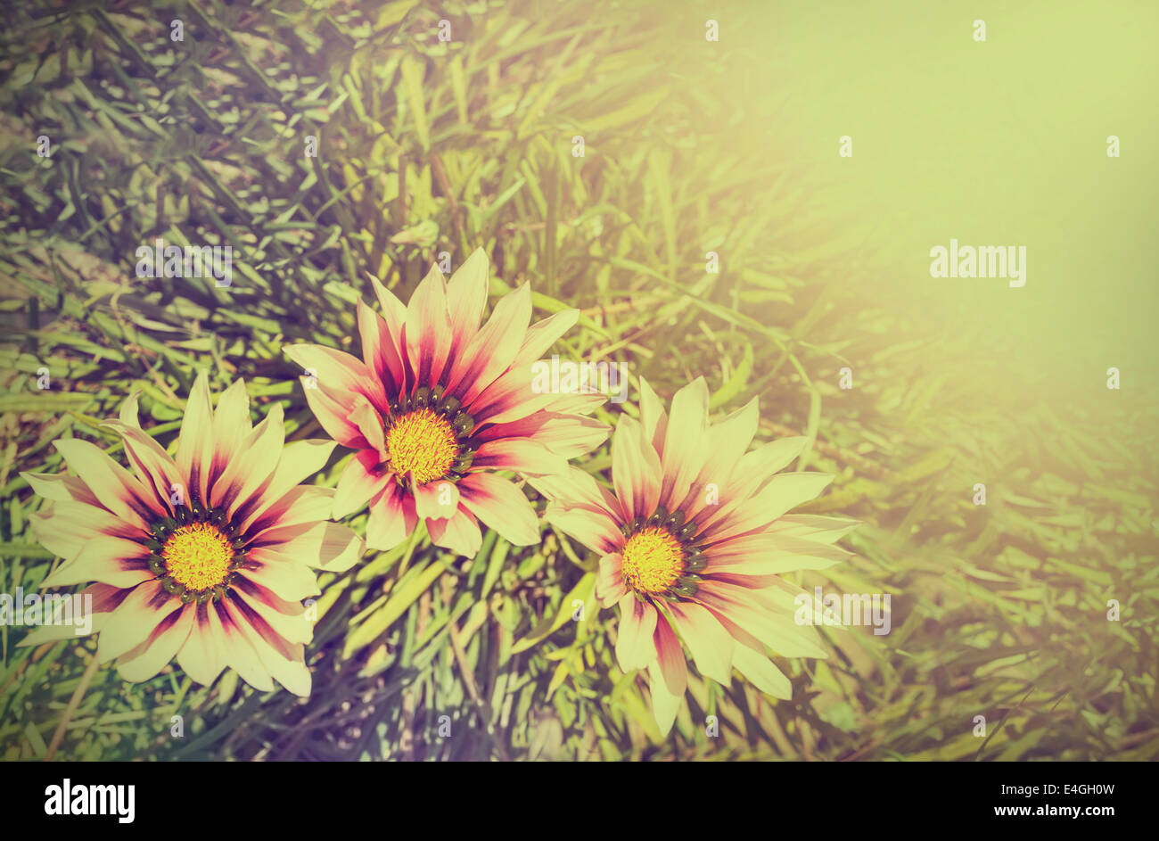 Retro nature flower background Stock Photo - Alamy