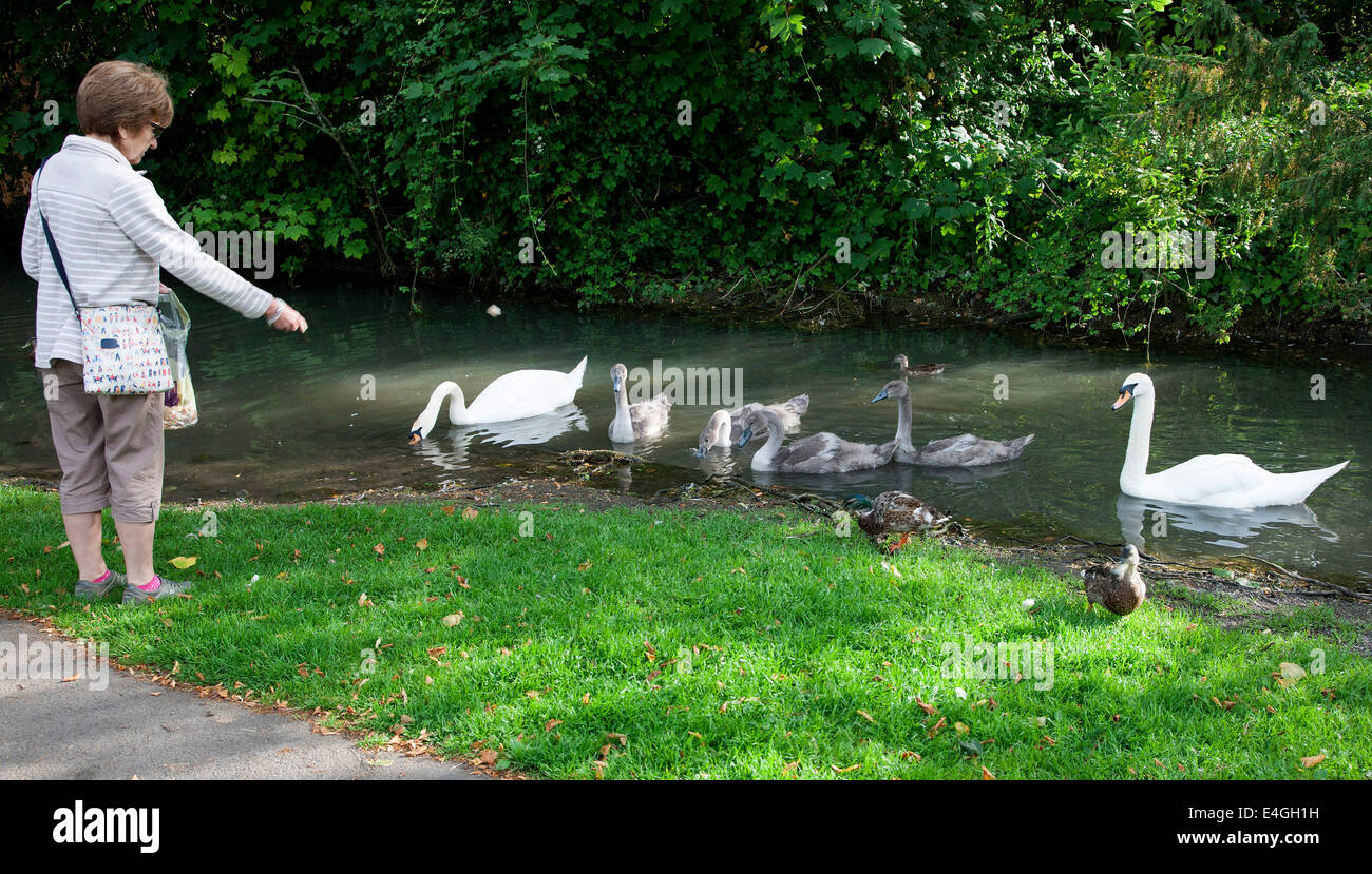Stream feeding birds hi-res stock photography and images - Alamy