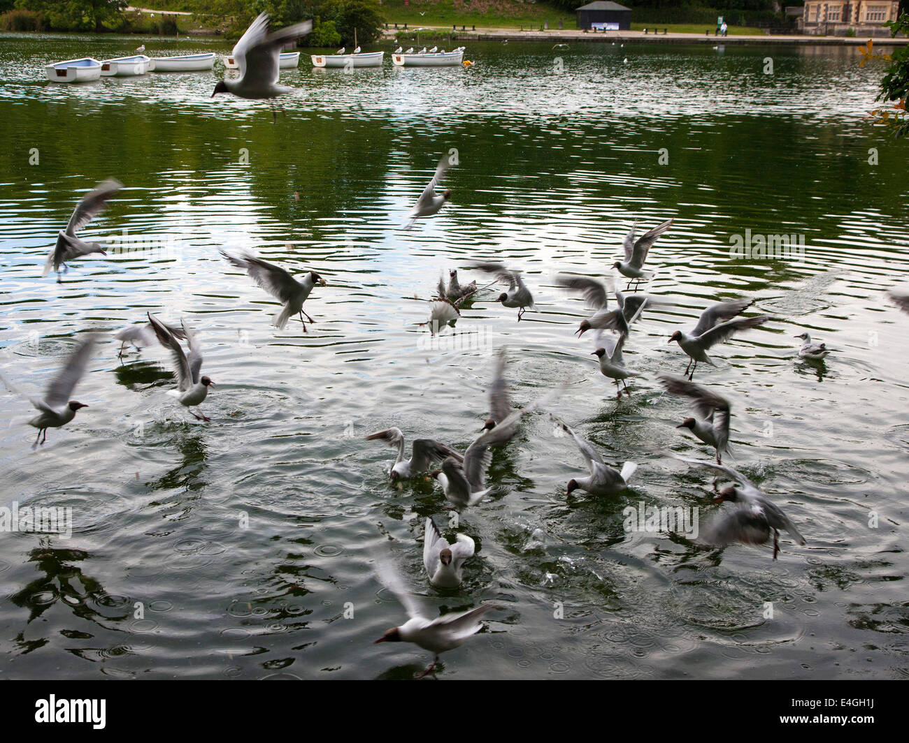 Seagulls swooping hi-res stock photography and images - Alamy