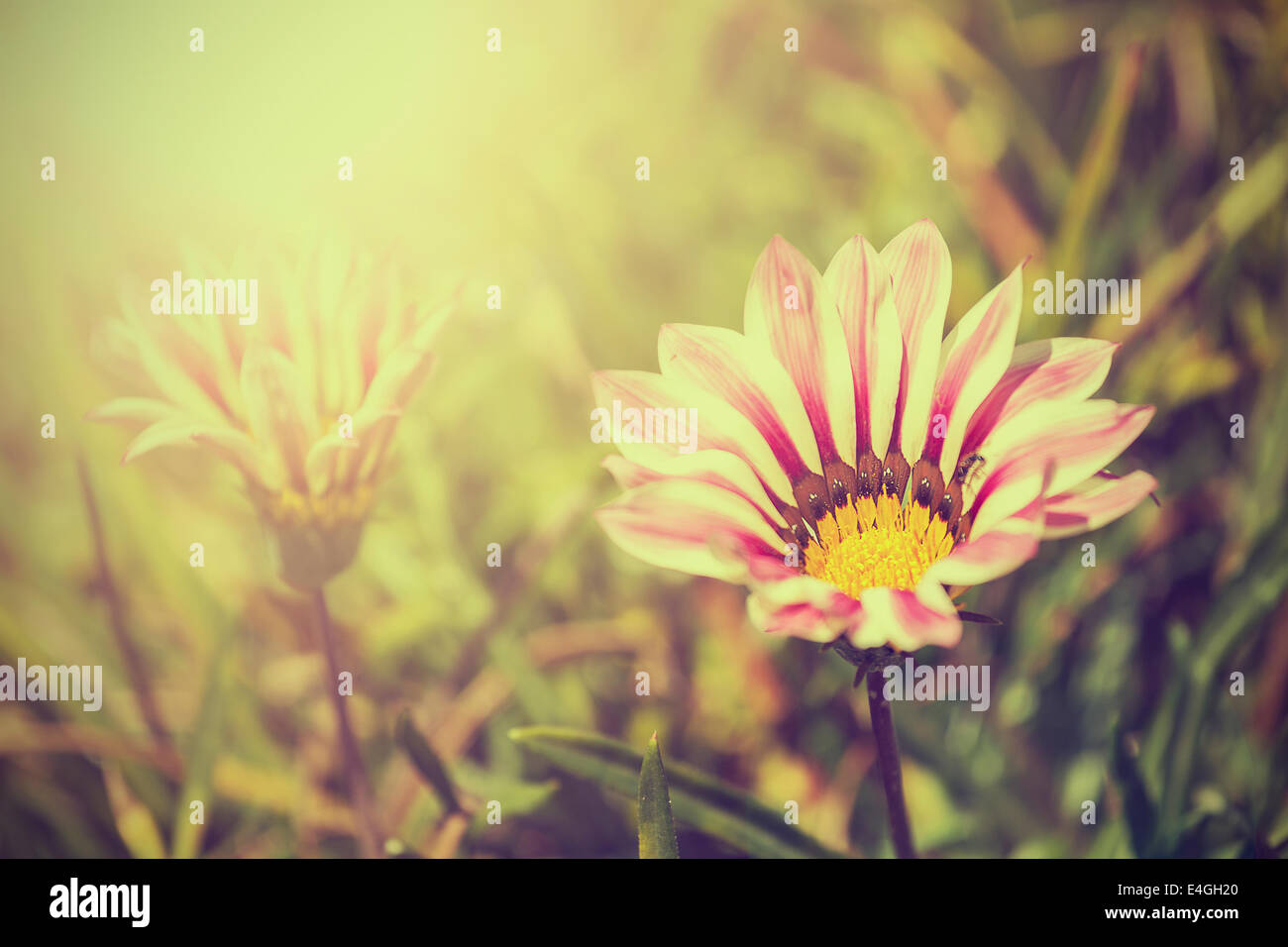 Vintage nature background Stock Photo - Alamy