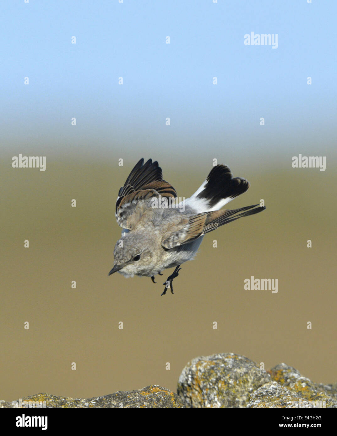 Northern wheatear hi-res stock photography and images - Alamy