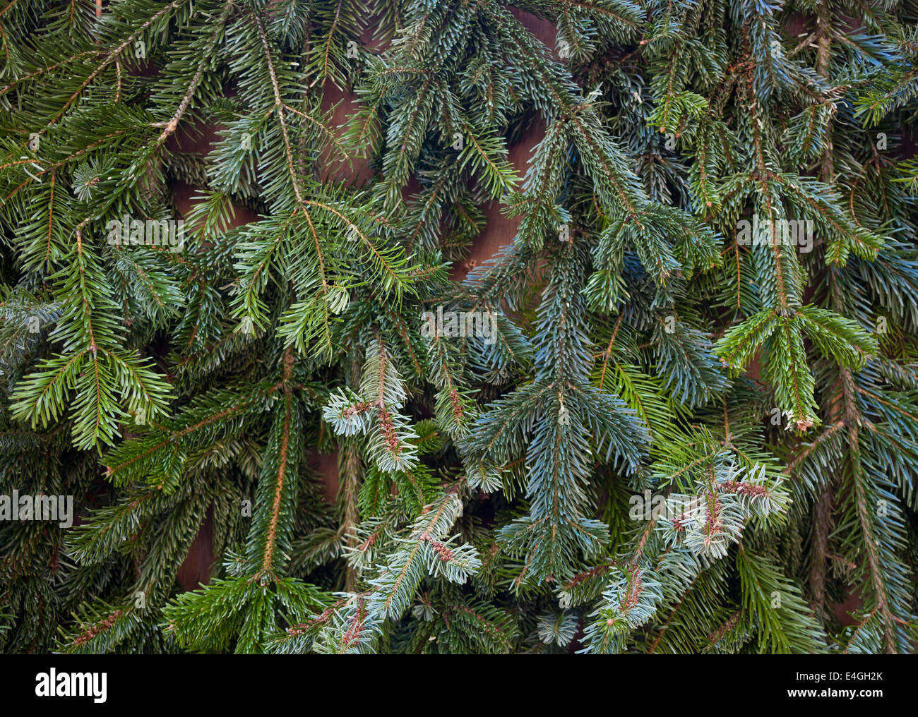 Nature, background of Christmas tree branches, winter concept Stock ...