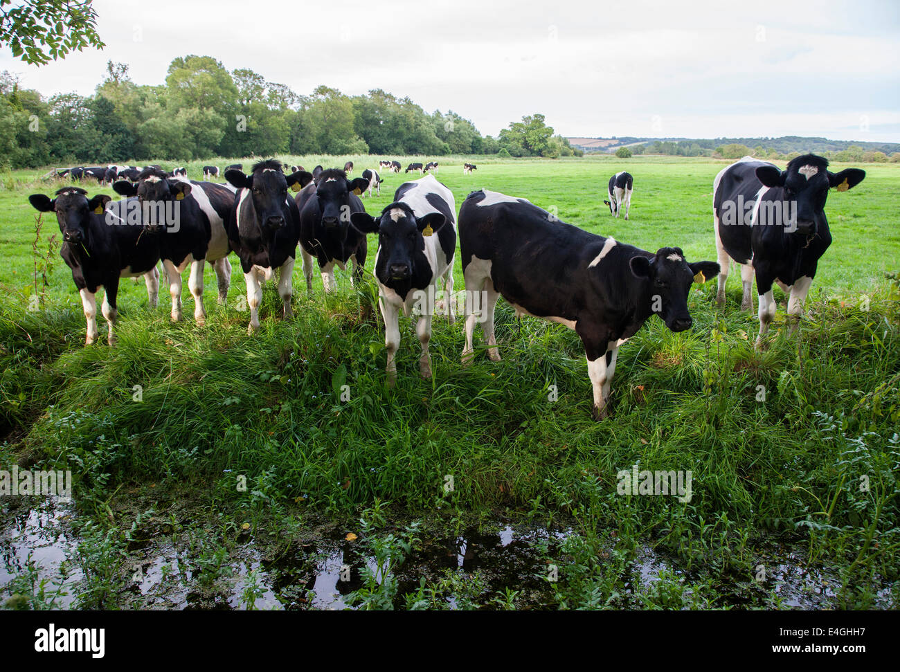 Dangerous cows hi-res stock photography and images - Alamy