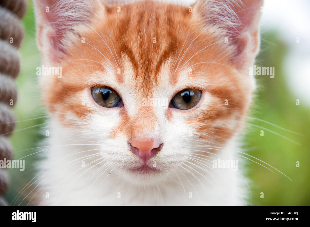 Portrait of a ginger kitten on the nature Stock Photo - Alamy