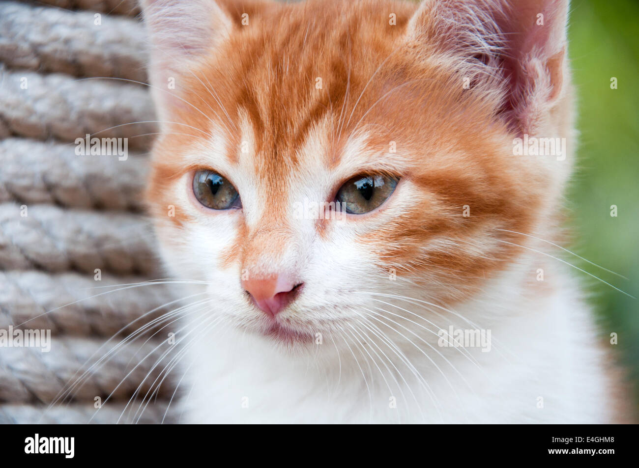 Portrait of a ginger kitten on the nature Stock Photo - Alamy