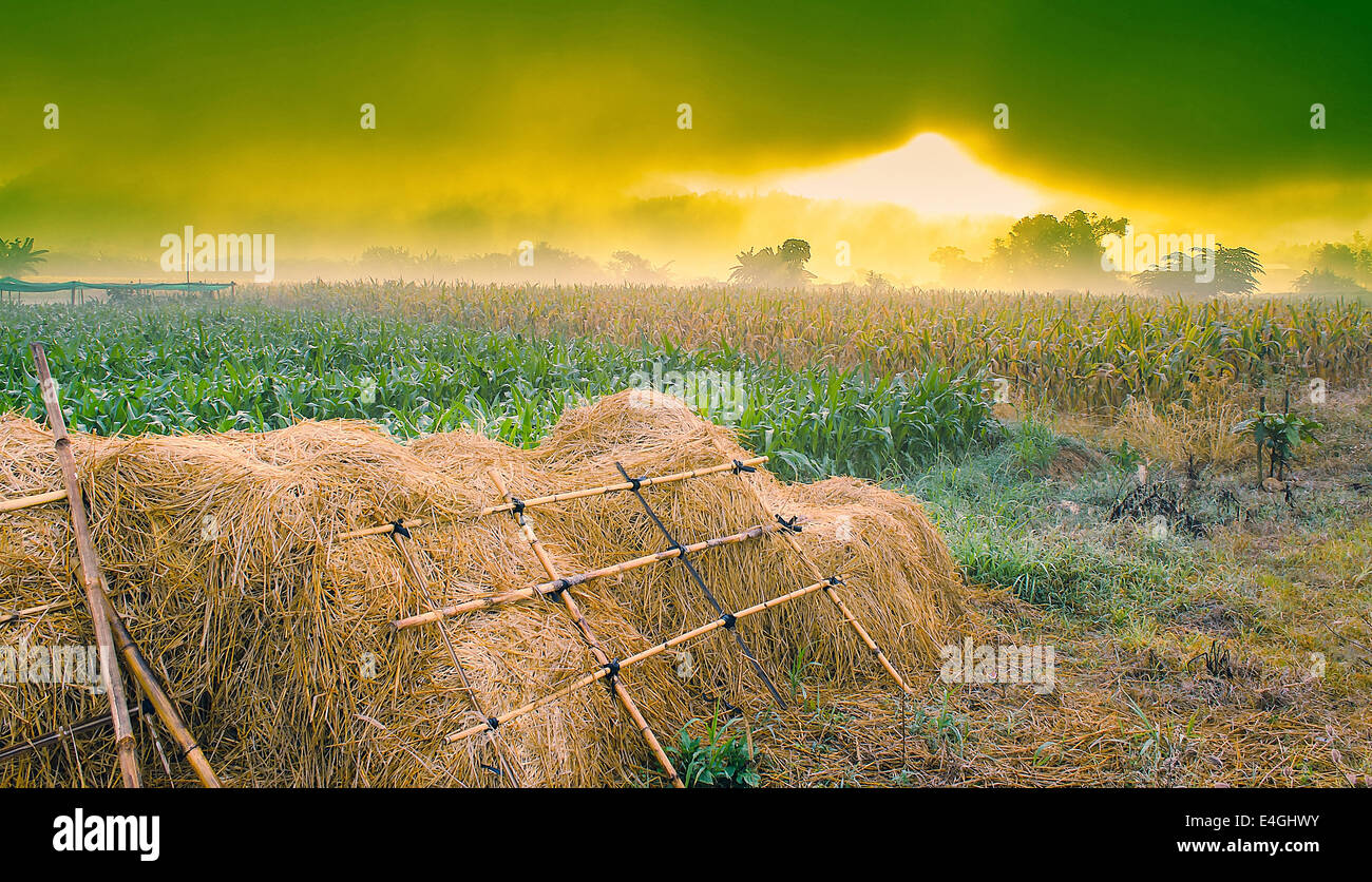 The landscape scene of field with sunrise in the morning Stock Photo ...