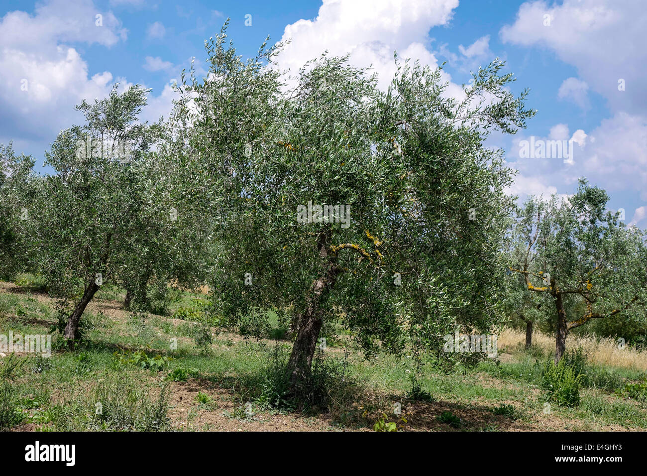 Typical landscape with olive trees (Olea europaea), Tuscany, Italy ...