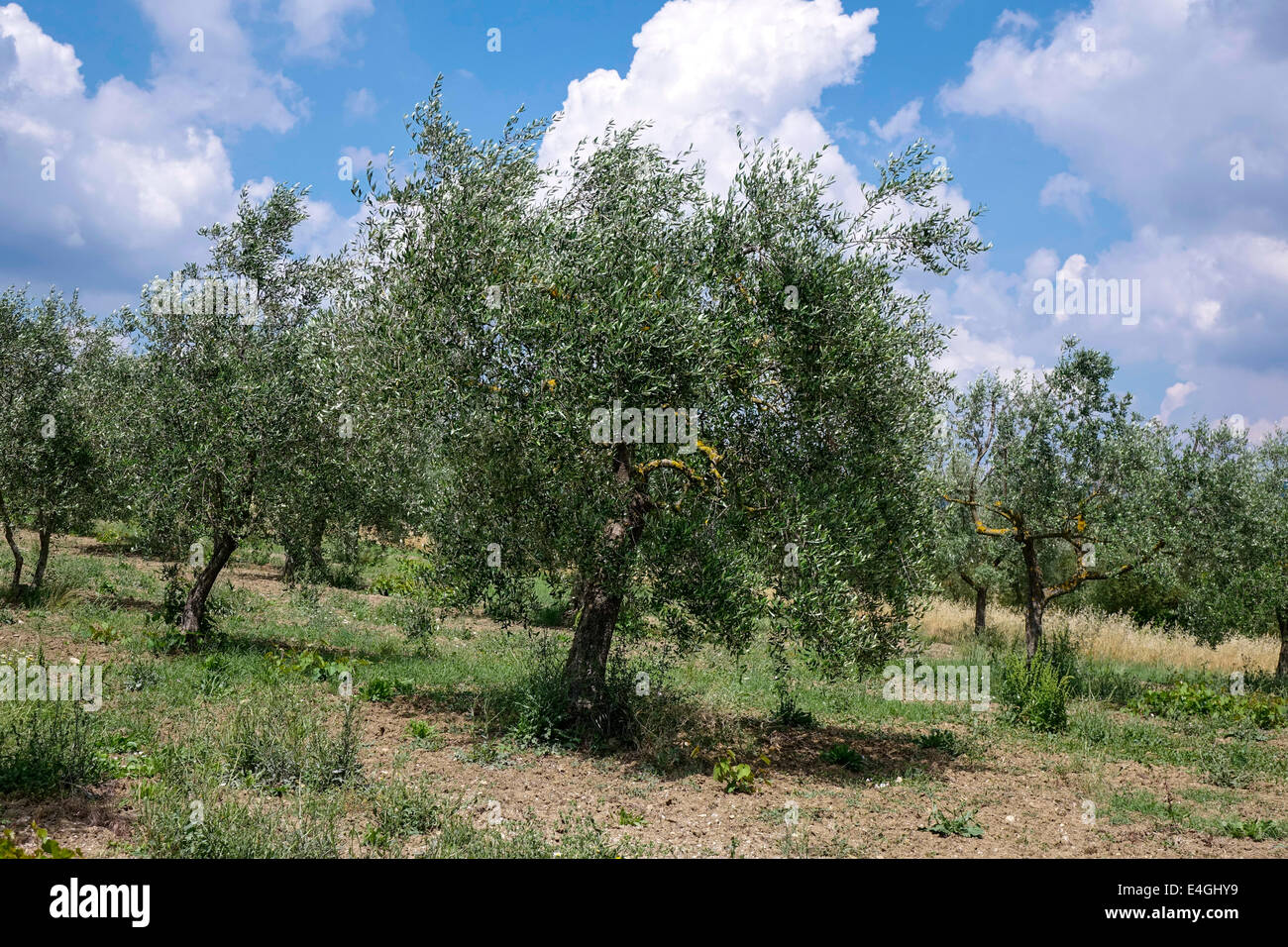 Olive olea europaea tuscan olive tree hi-res stock photography and ...