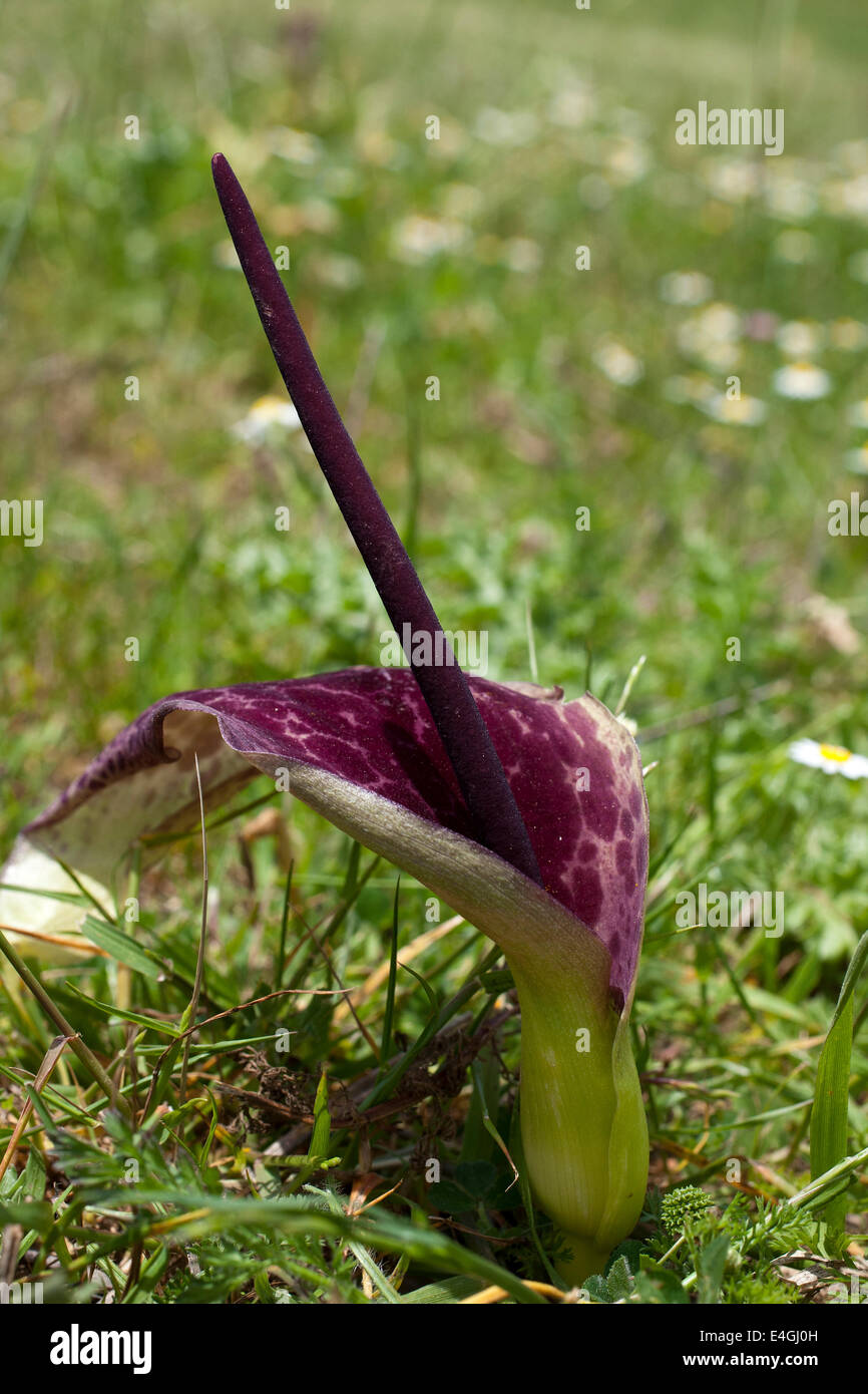 Arum lily, (Arum dioscoridis), Side, Turkey. A purple spotted flower ...