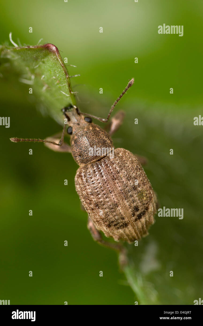 Garden weevil, Phlyctinus callosus Stock Photo - Alamy